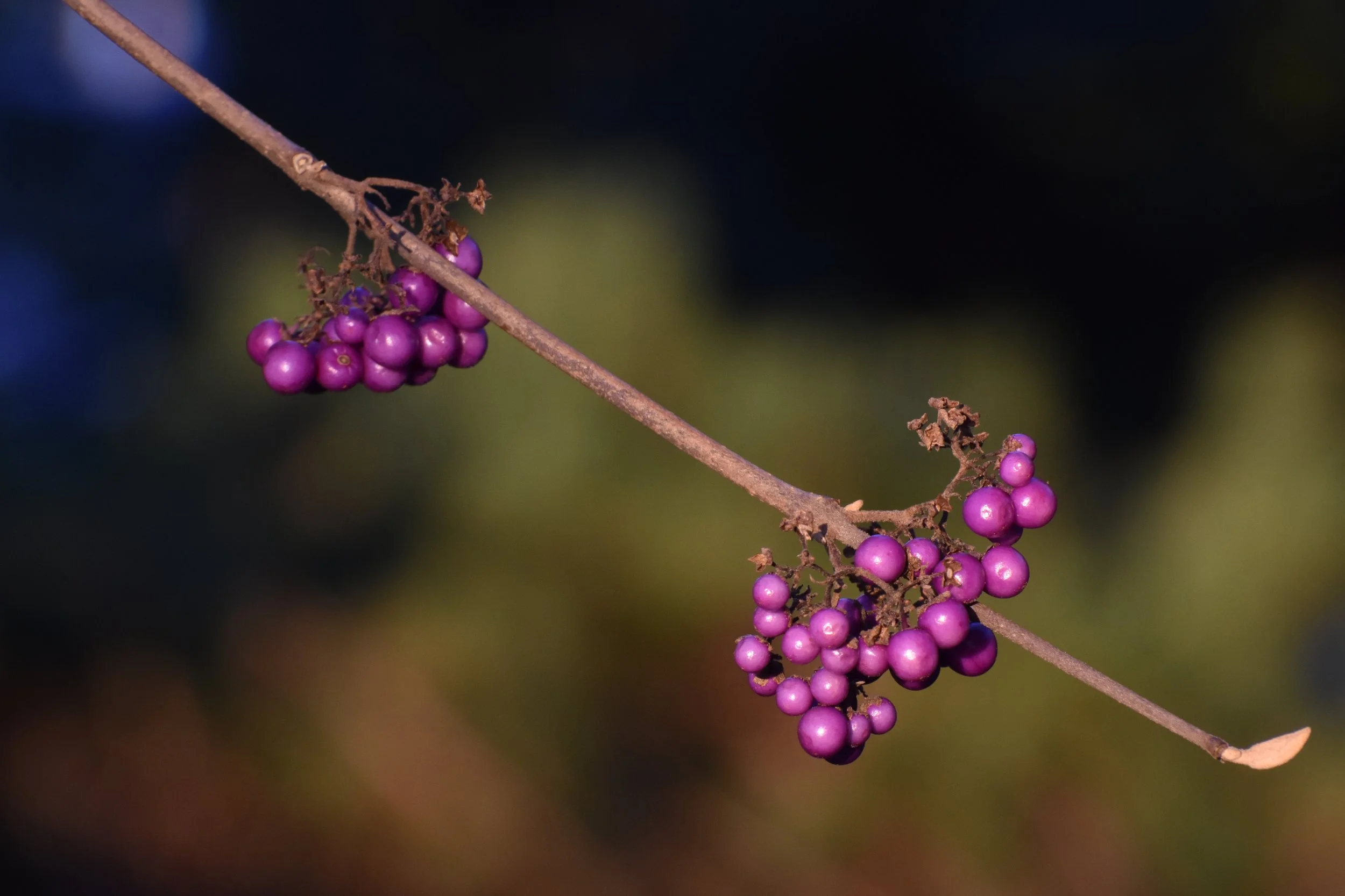 Evergreen Arboretum and Gardens