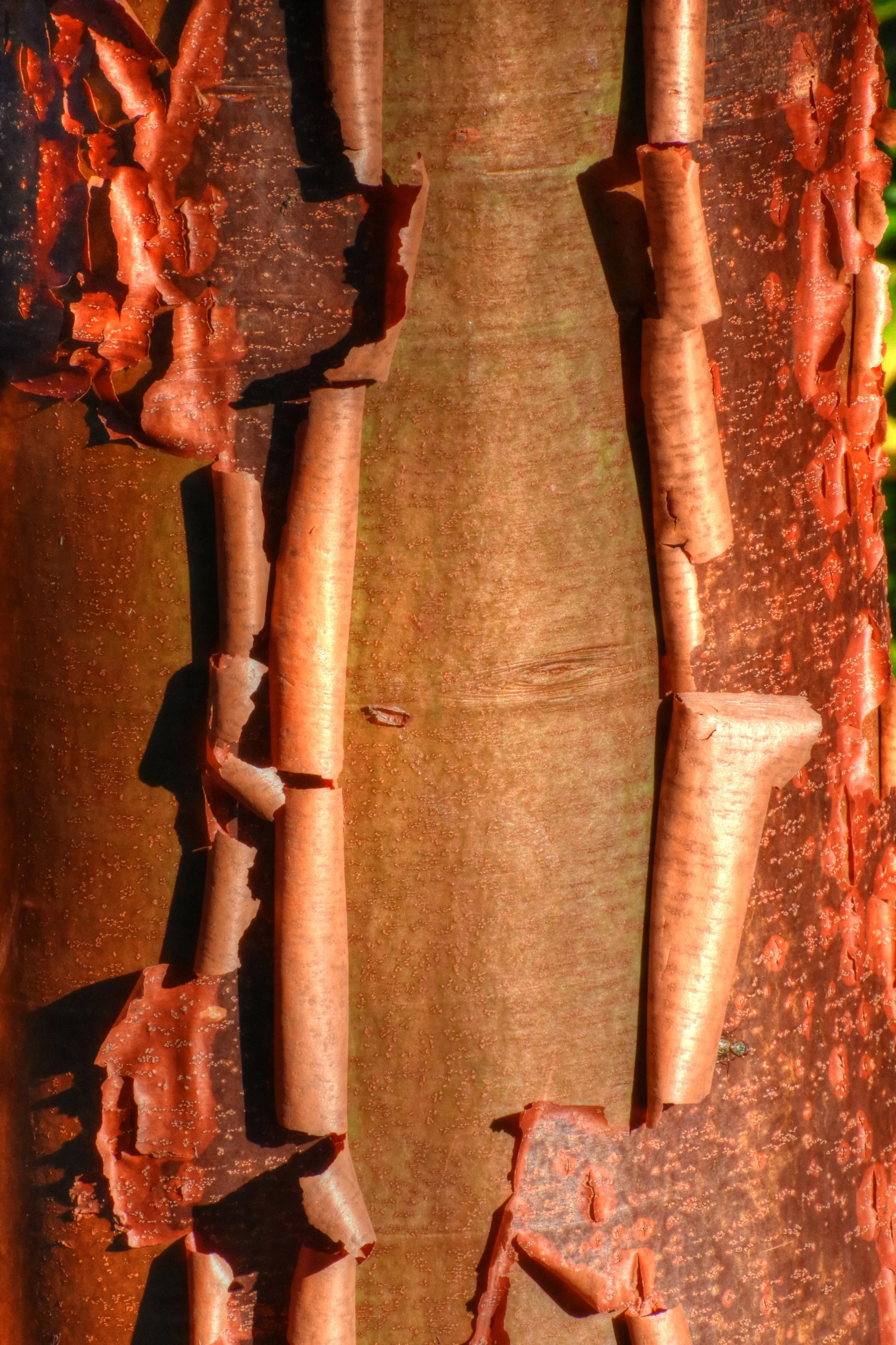 Evergreen Arboretum and Gardens