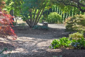 Japanese Maple Grove — Evergreen Arboretum and Gardens