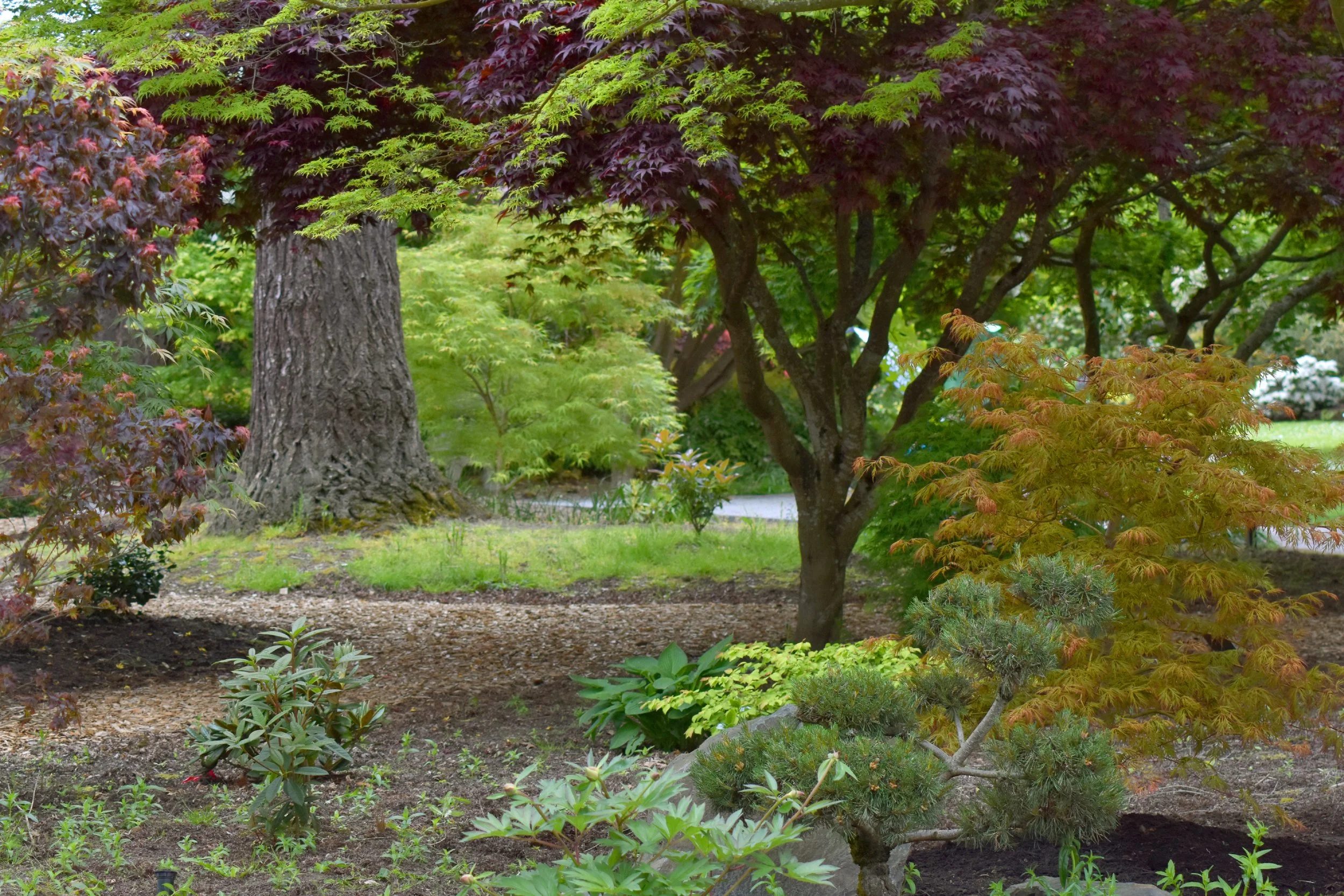 Japanese Maple Grove — Evergreen Arboretum and Gardens