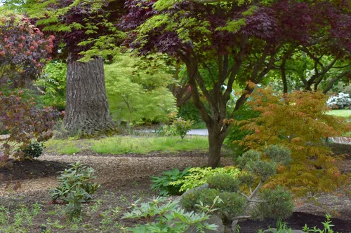 Japanese Maple Grove — Evergreen Arboretum and Gardens