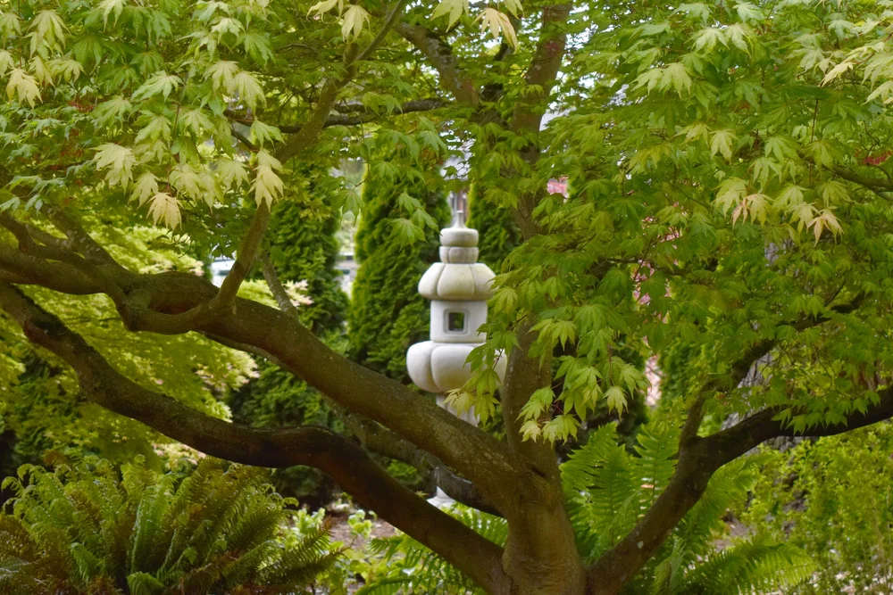 Japanese Maple Grove — Evergreen Arboretum and Gardens