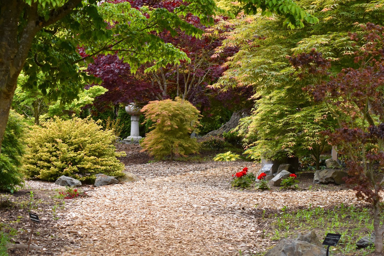 Japanese Maple Grove — Evergreen Arboretum and Gardens