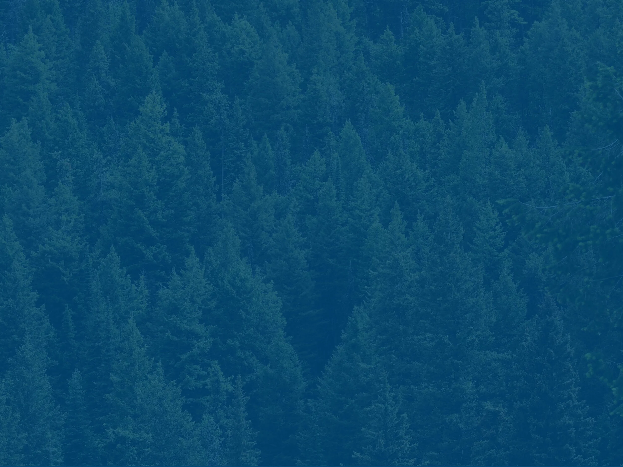 About — Palingen Capital