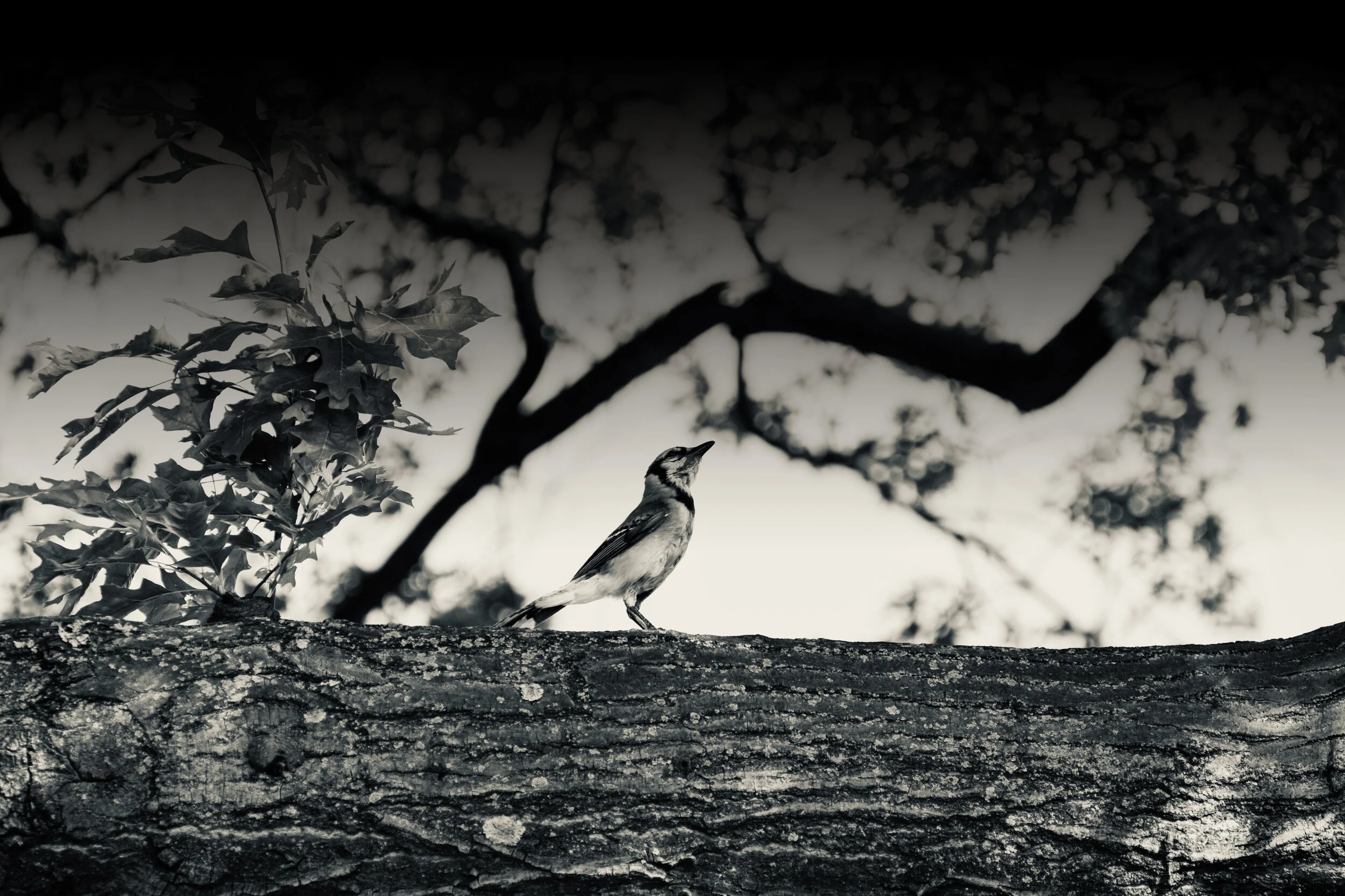 Achievements + Outcomes About — Purple Jay