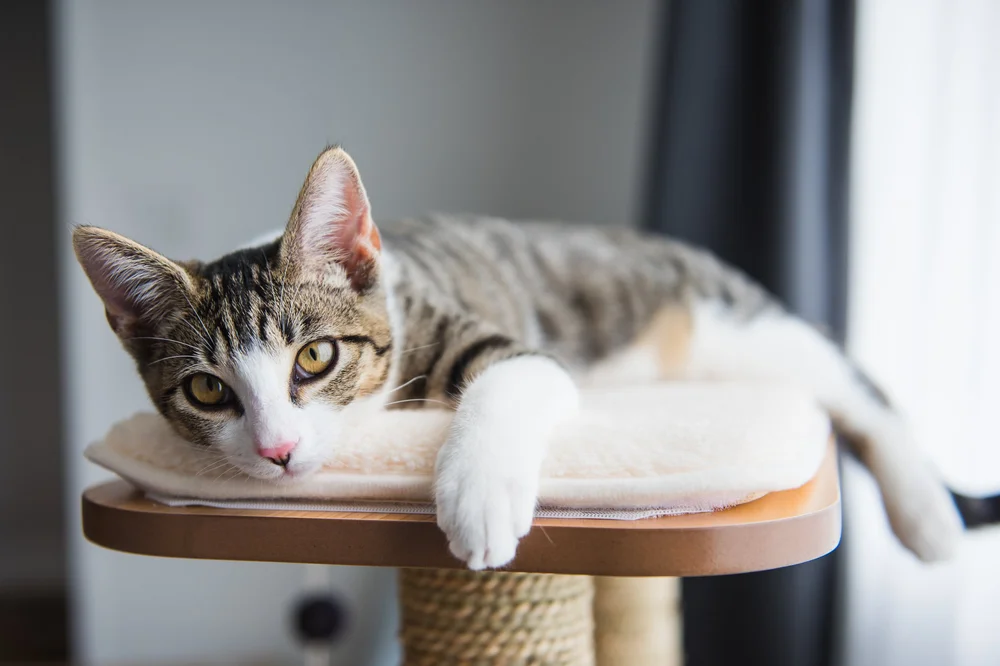 Greenpoint Cats