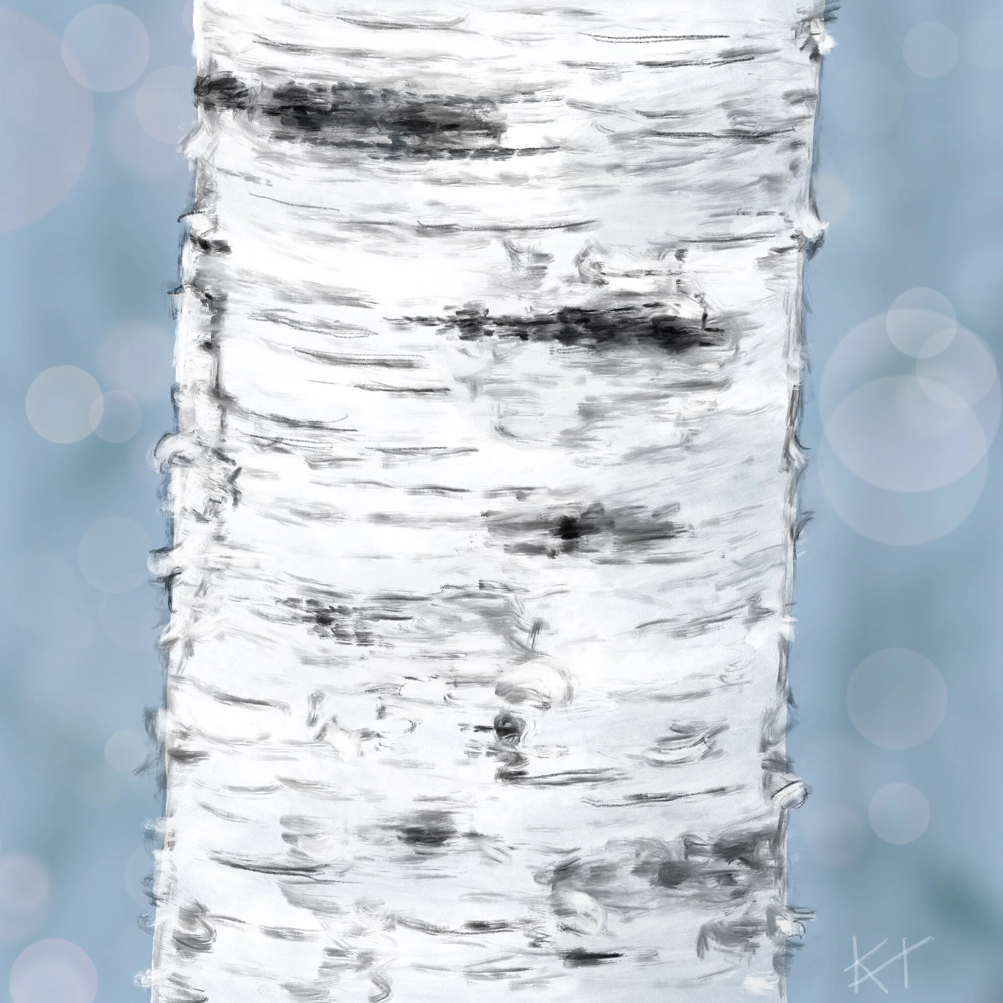 Tree Bark Drawing Birch