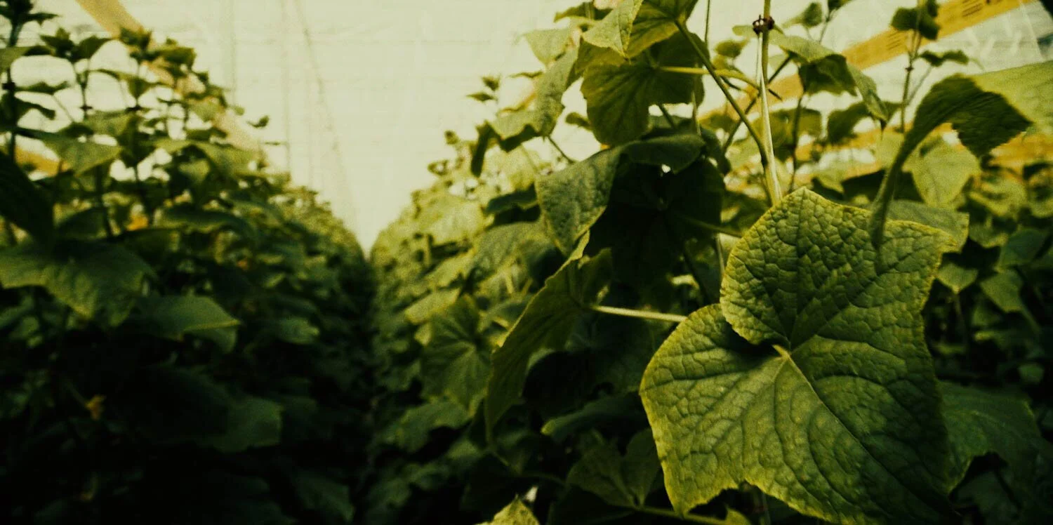 Helios Films | Cinematic Film + Video Production Company In Windsor