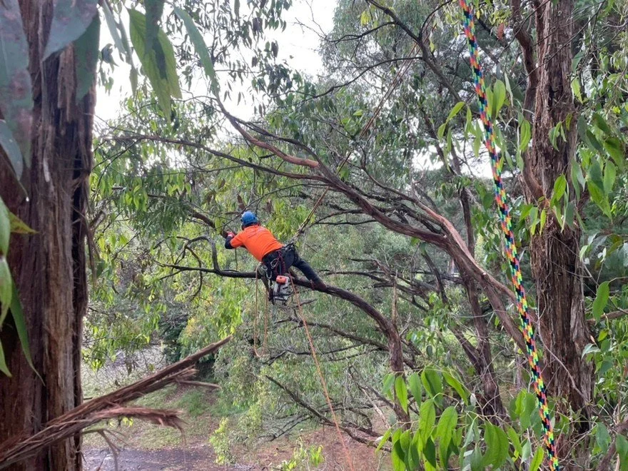 Tree Pruning — Arbor Solutions