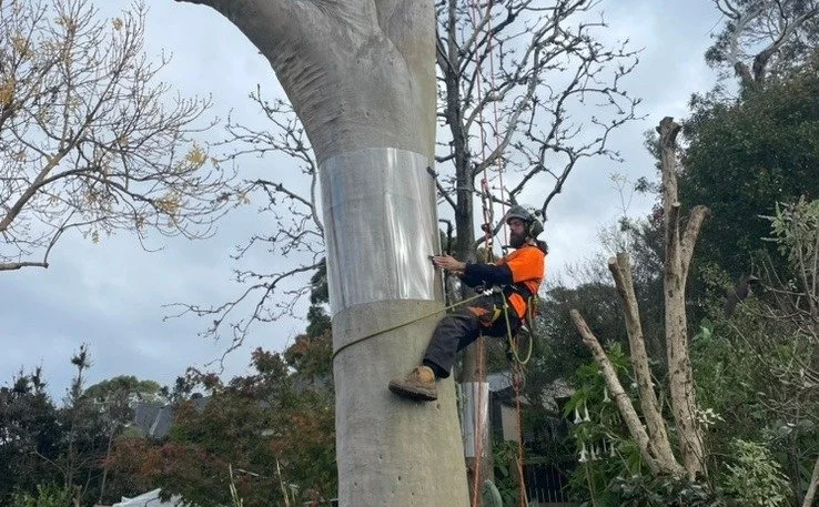 Possum Guards/Pest Control — Arbor Solutions