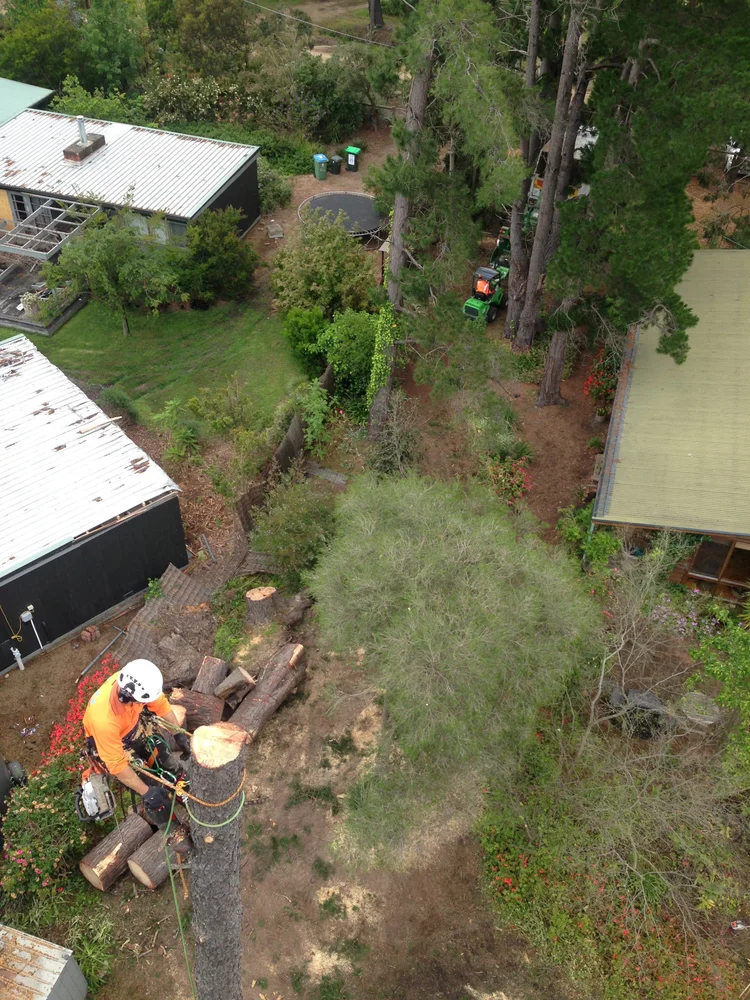 Arbor Solutions Tree Services Melbourne & Mornington Peninsula