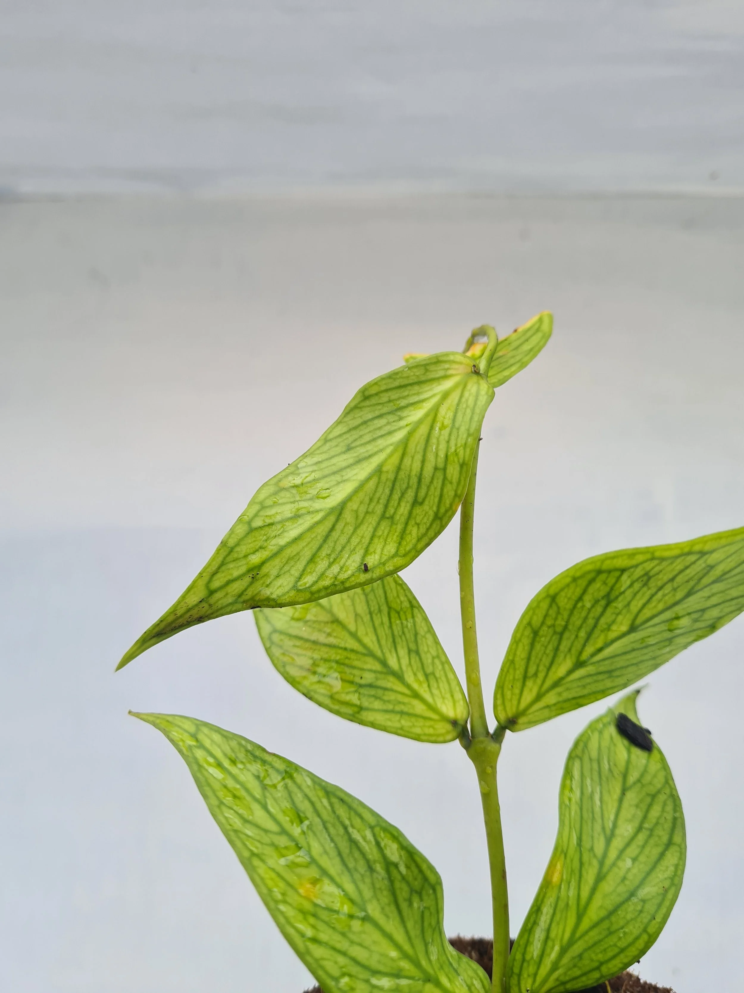 HARRIETS PLANTS - Indoor Plants - Peat Free | Cornwall, UK - Asparagus ...