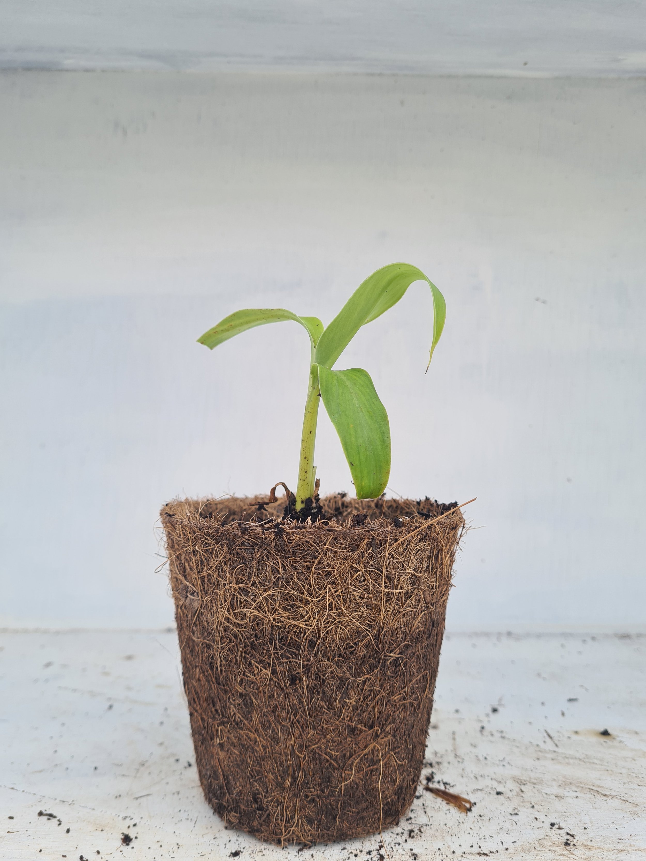 HARRIETS PLANTS - Indoor Plants - Peat Free | Cornwall, UK ...