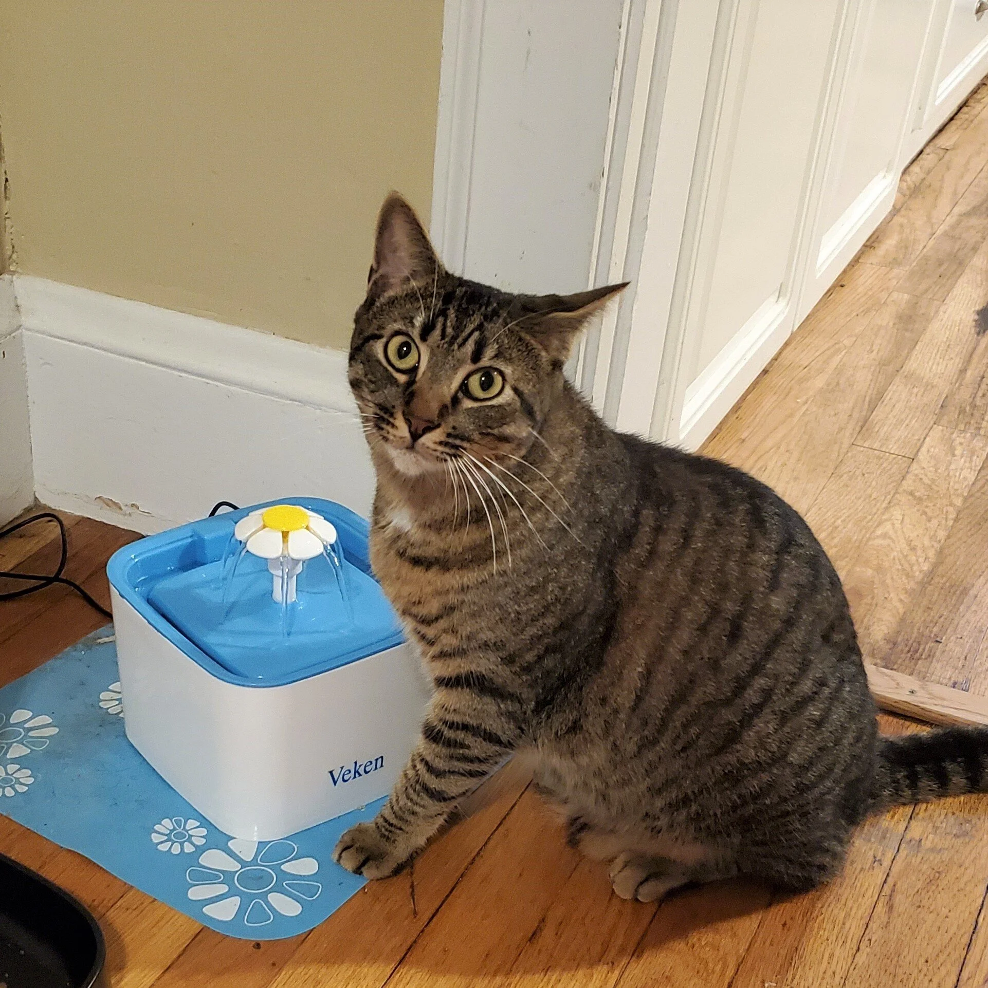 Water Fountains Benefit You, Your Cat, and Your Home — Purrmore Cat Care