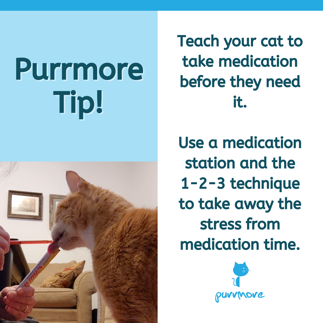 Purrmore Tip: Teach Your Cat To Take Medication Before They Need It ...