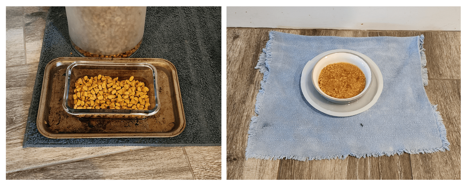 Purrmore Tip: Deterring Ants With A Moat — Purrmore Cat Care