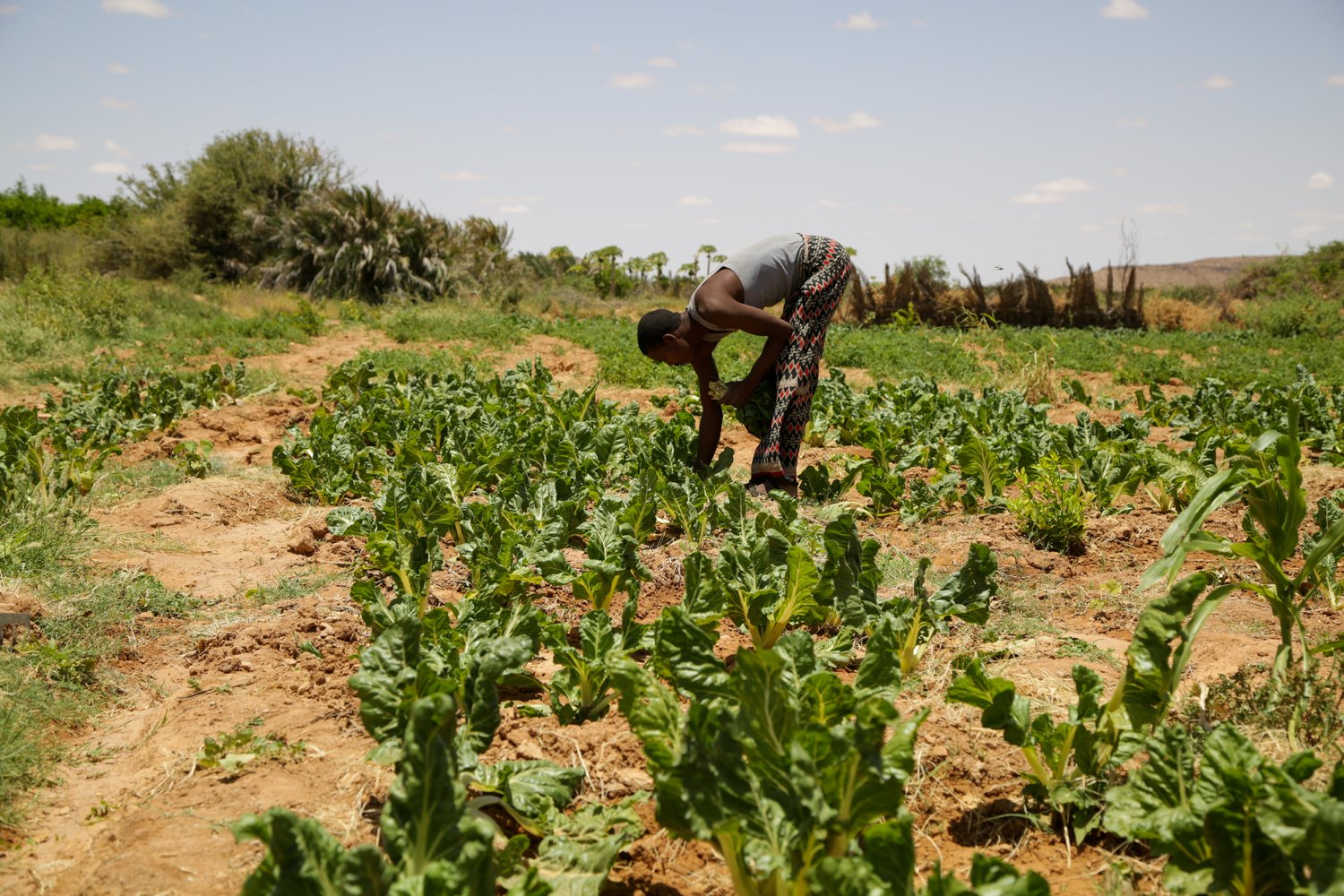 IGNITE Food Systems Challenge Somalia — Response Innovation Lab IGNITE Food Systems Challenge Somalia — Response Innovation Lab