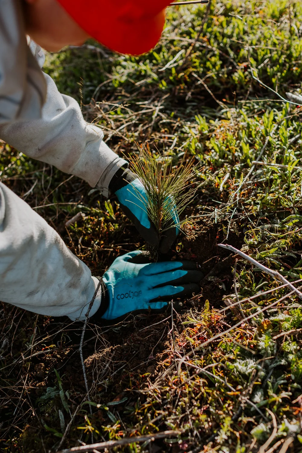 WRTC Forestry Crew Replants Conifers While the Botany Crew Detects and ...