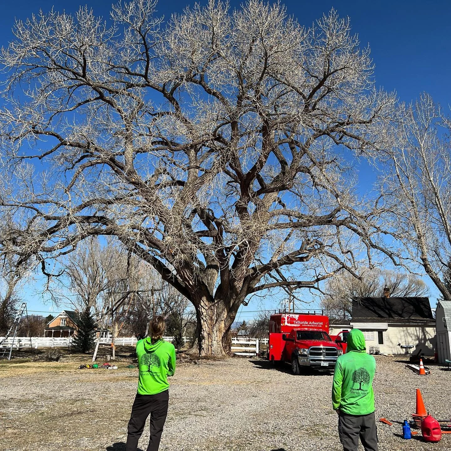 Telluride Arborist
