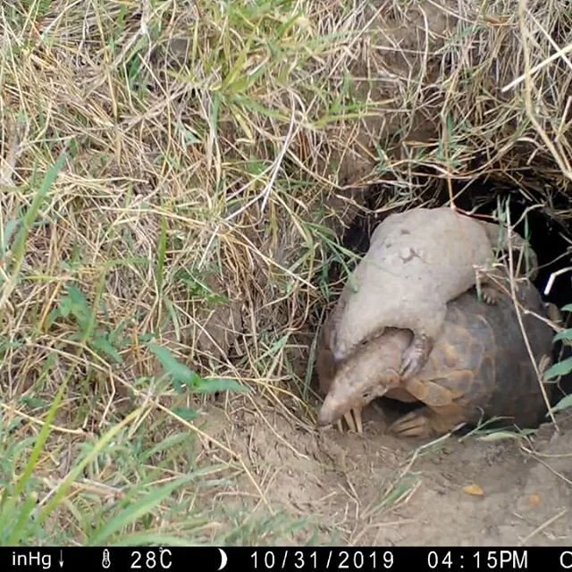 The Pangolin Project