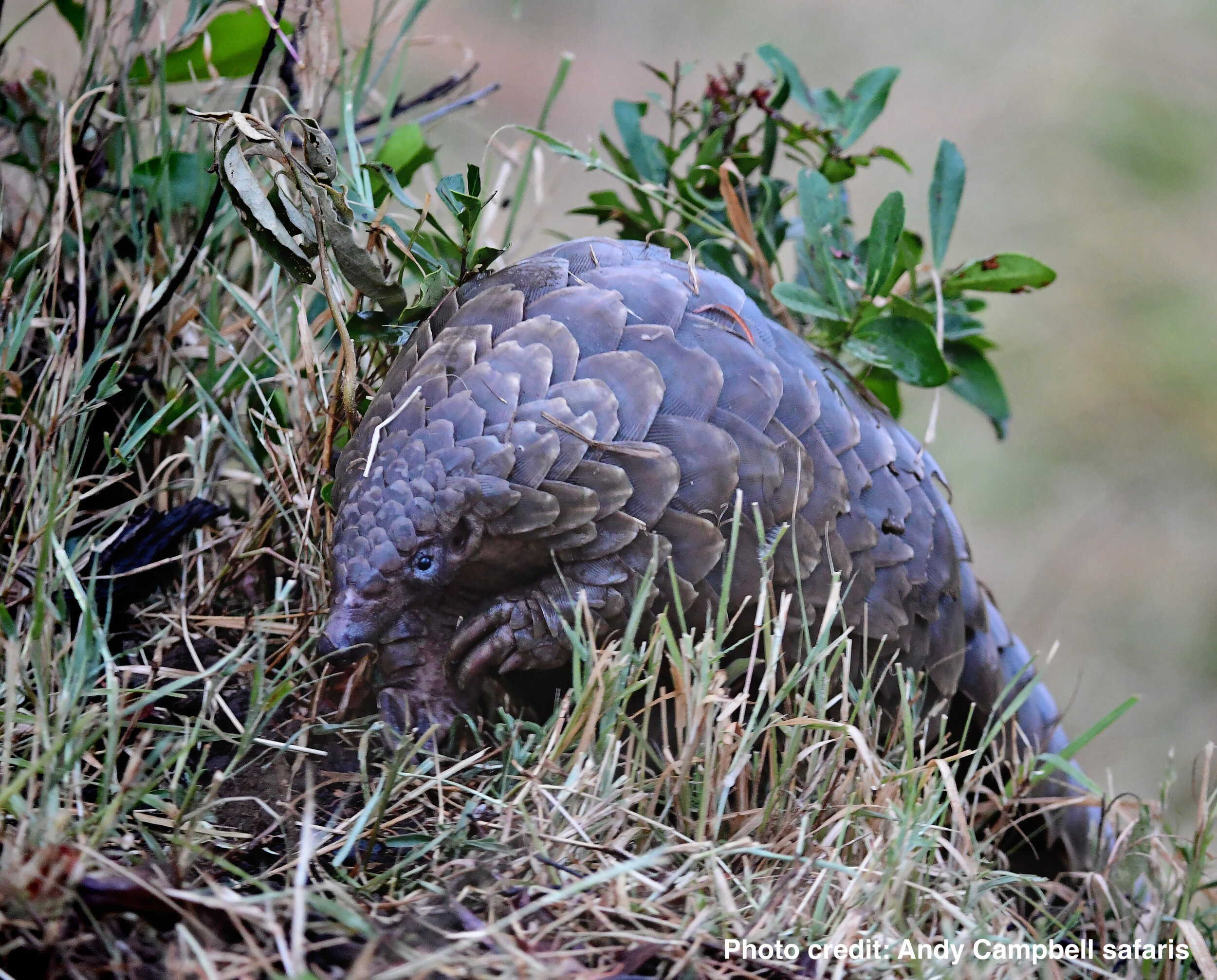 The Pangolin Project
