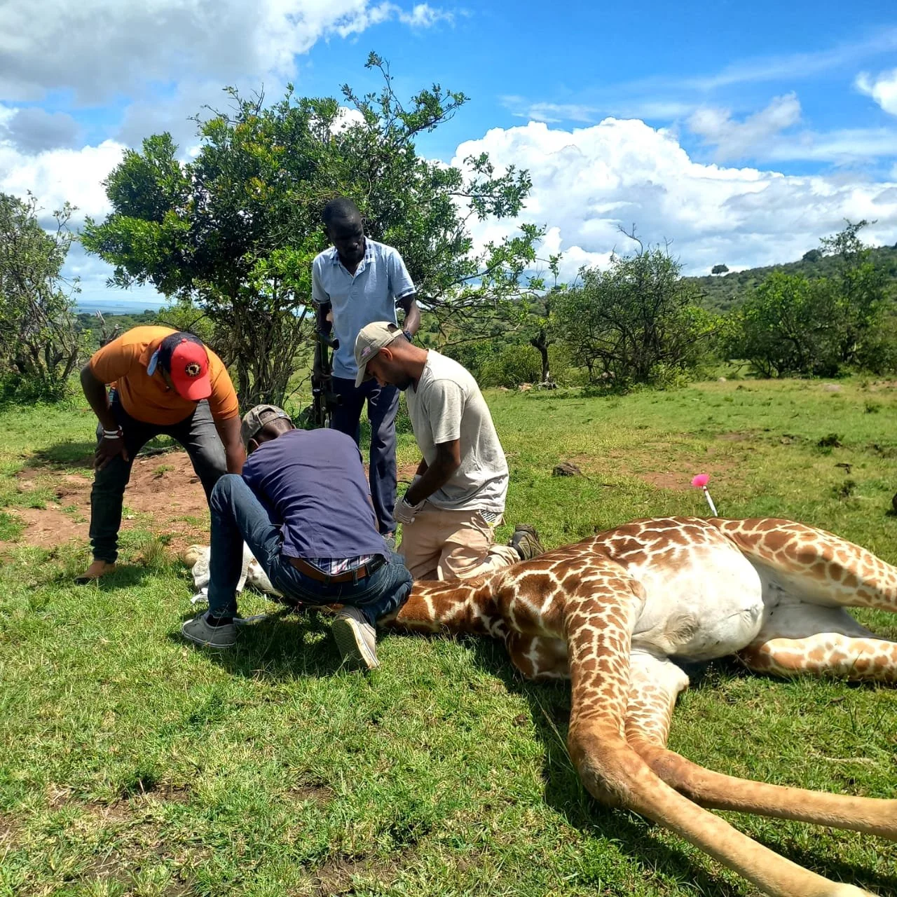 Beyond Pangolins: Wildlife Rescue and Ecosystem Protection in Nyekweri ...