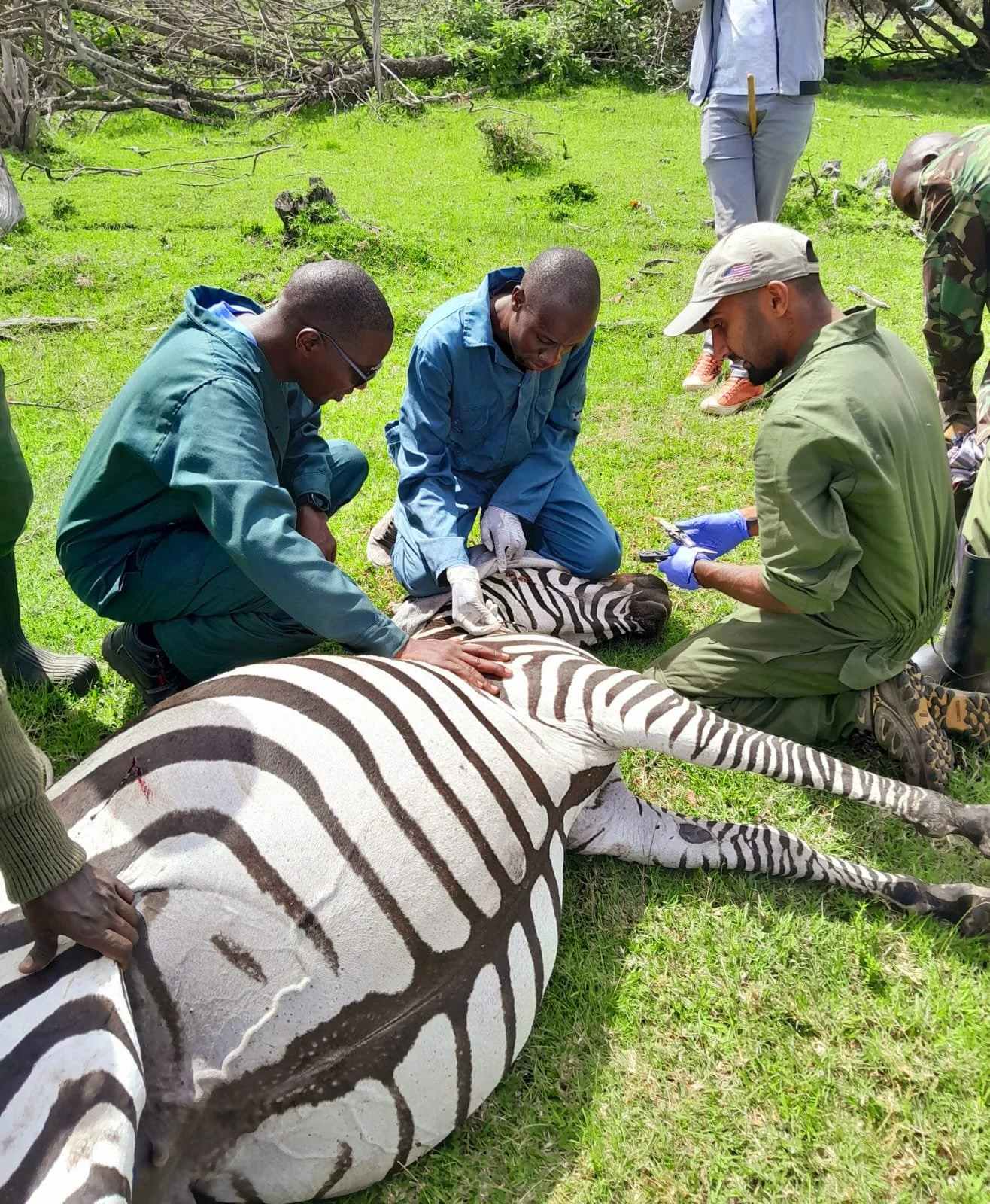 Beyond Pangolins: Wildlife Rescue and Ecosystem Protection in Nyekweri ...