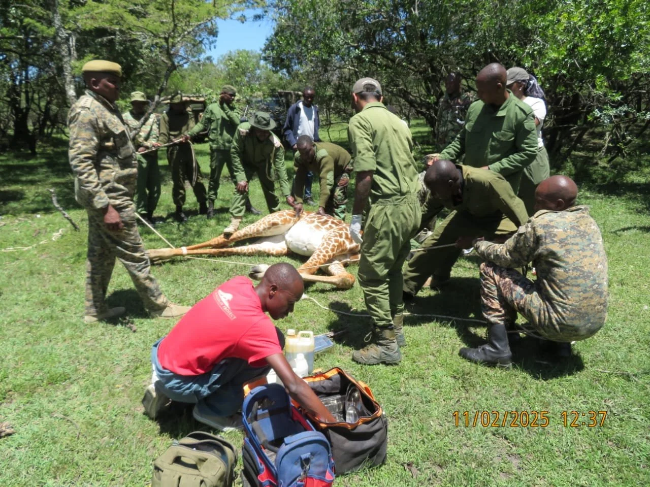 Beyond Pangolins: Wildlife Rescue and Ecosystem Protection in Nyekweri ...