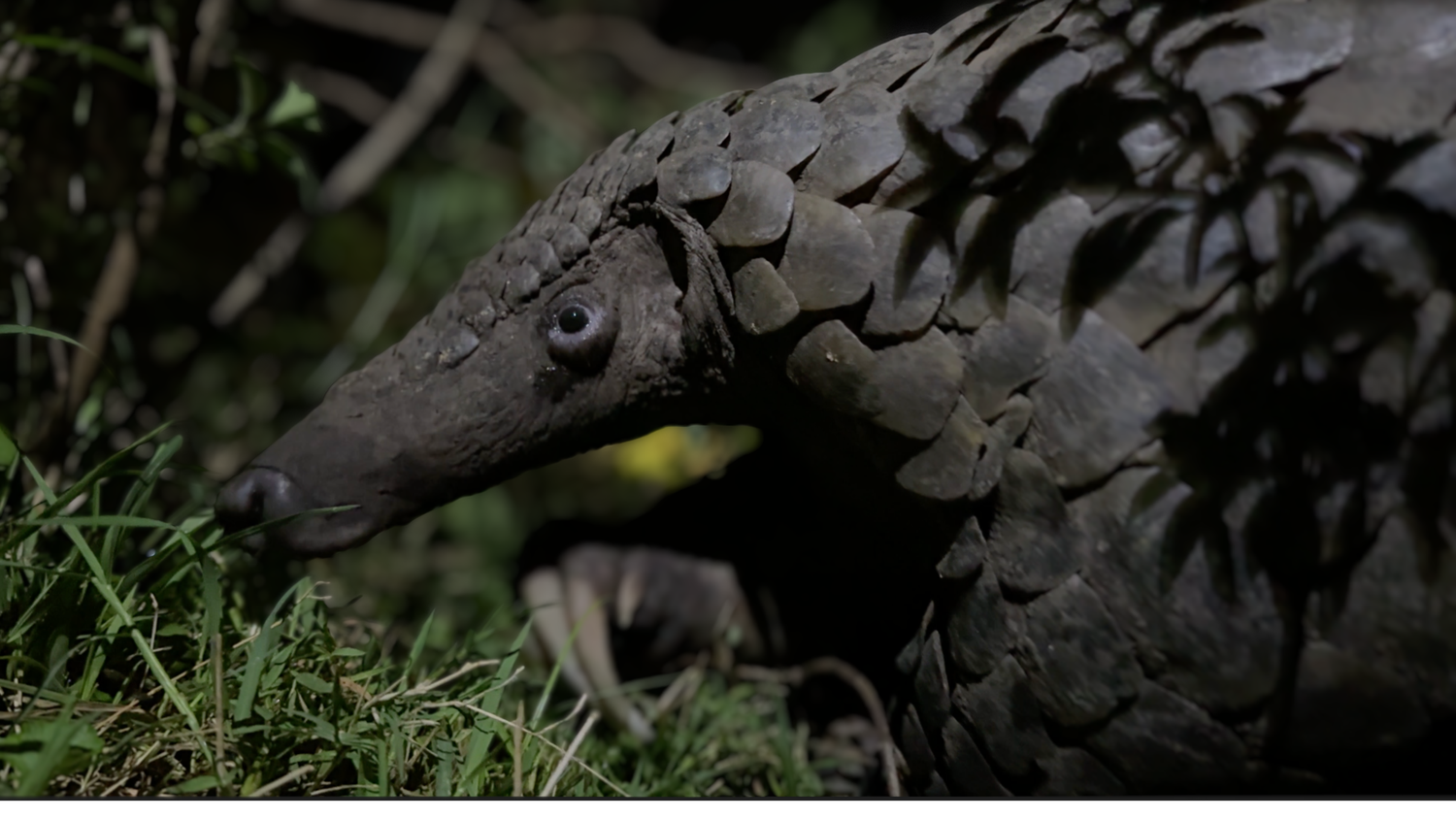 World Pangolin Day 2026: Protecting Kenya’s Last Giant Ground Pangolins ...