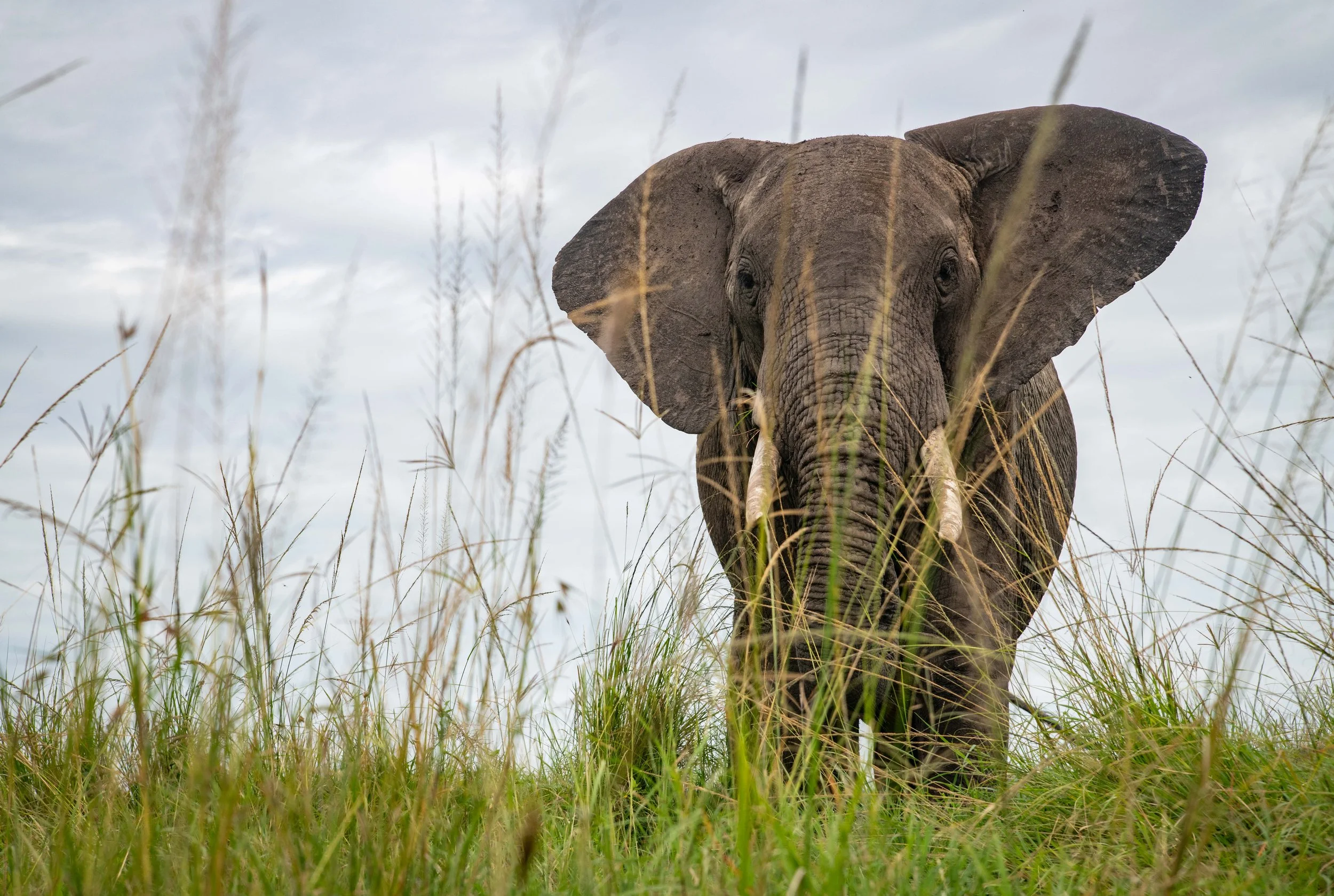 Elephants & Pangolins: A Shared Forest Sanctuary in Kenya — The ...