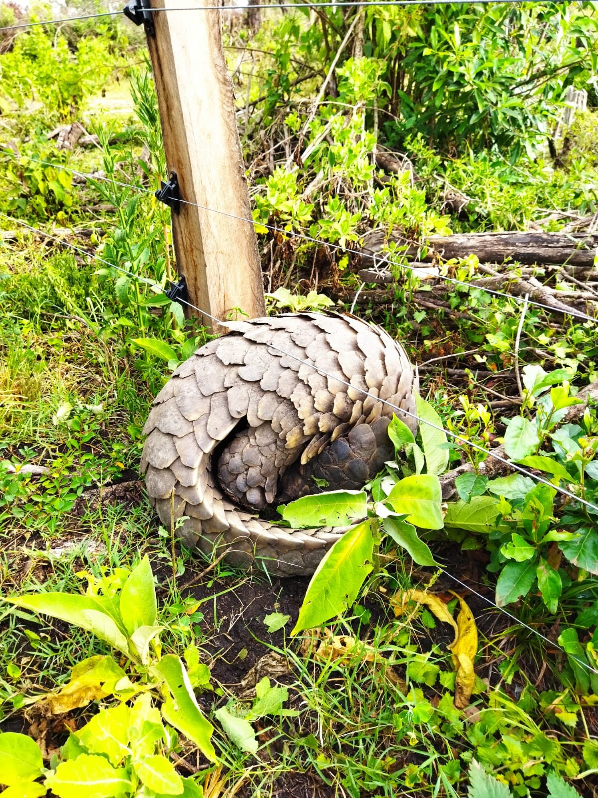 Protecting Pangolins: How Community Action is Removing Deadly Electric ...