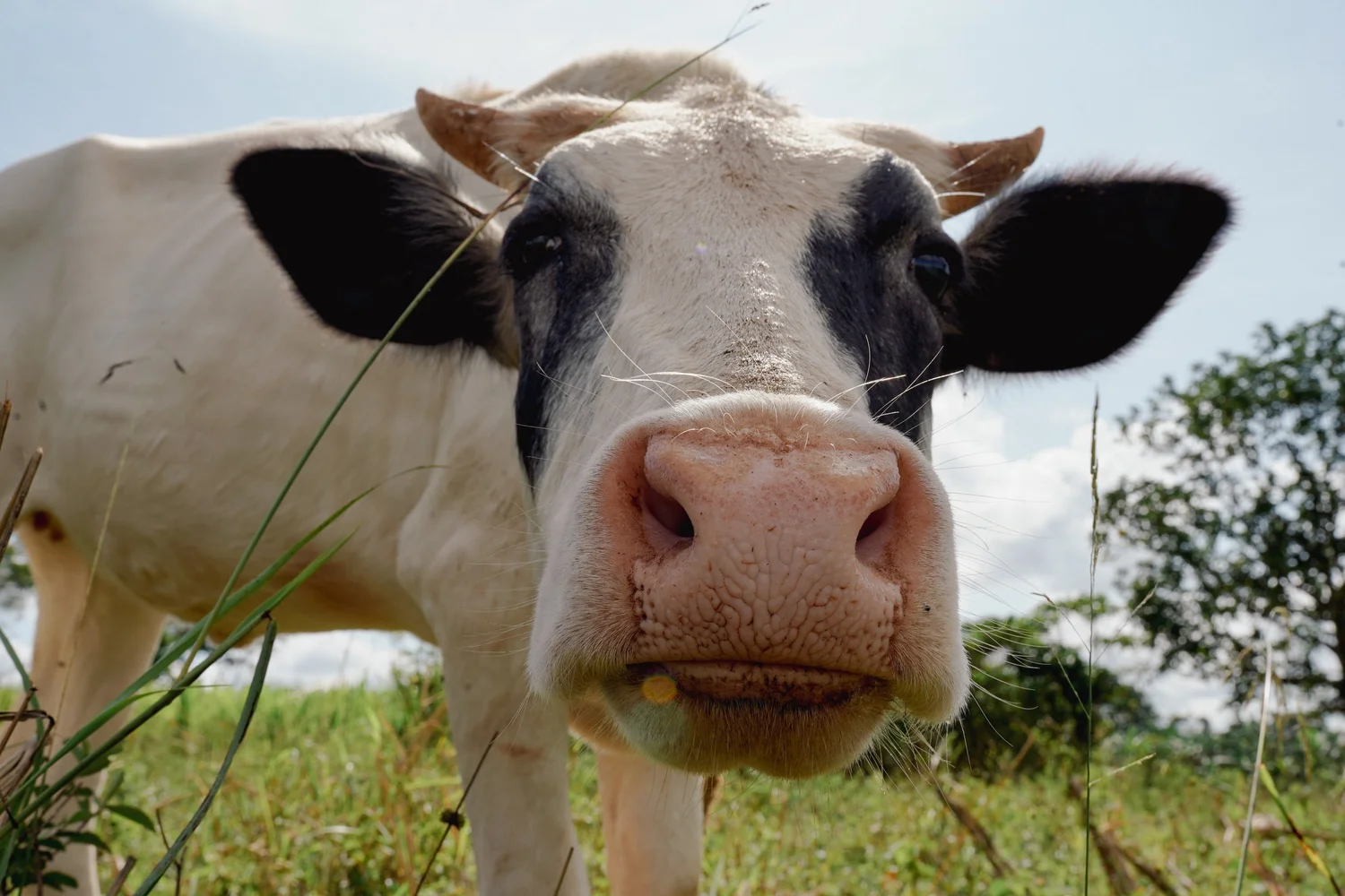 The Mwebaza Foundation