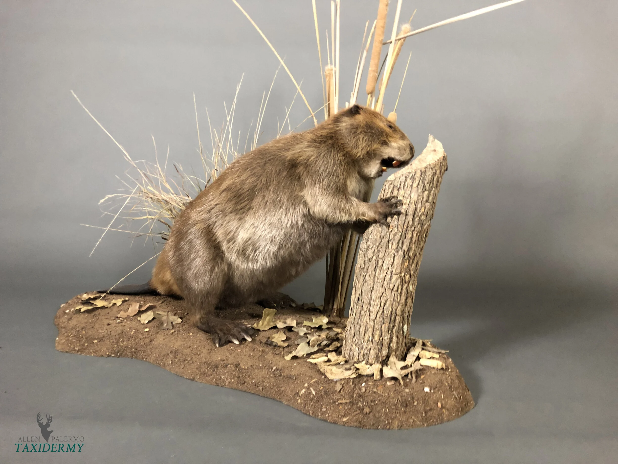 LIFE-SIZE MAMMALS — Allen Palermo Taxidermy