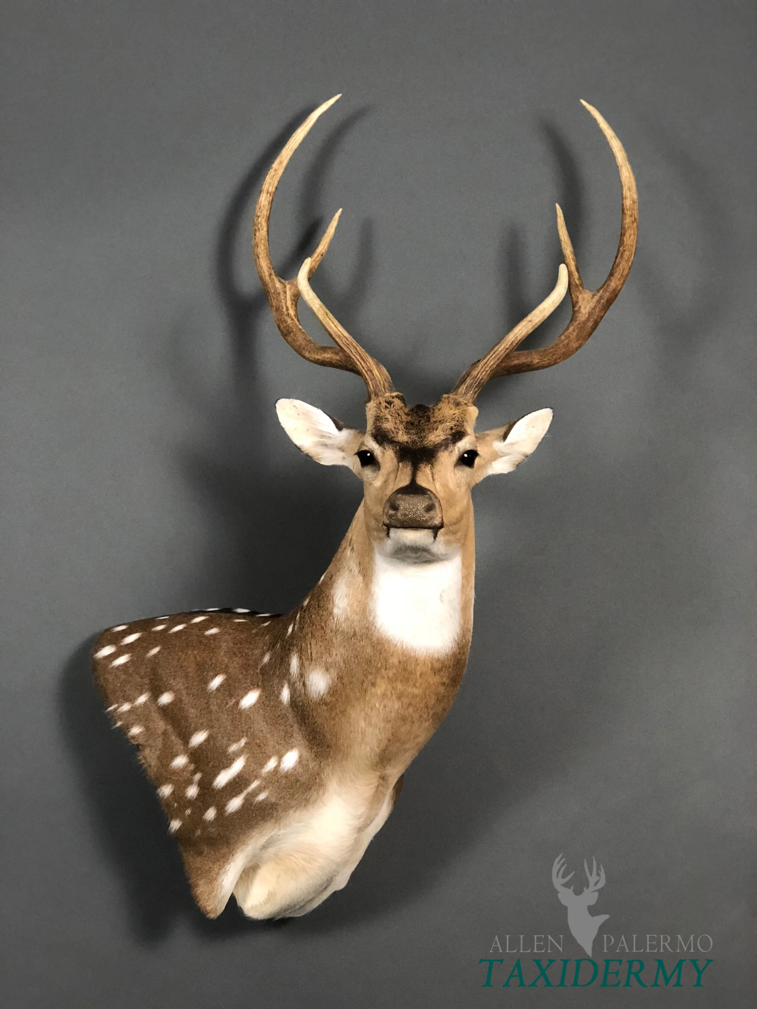 Allen Palermo Taxidermy