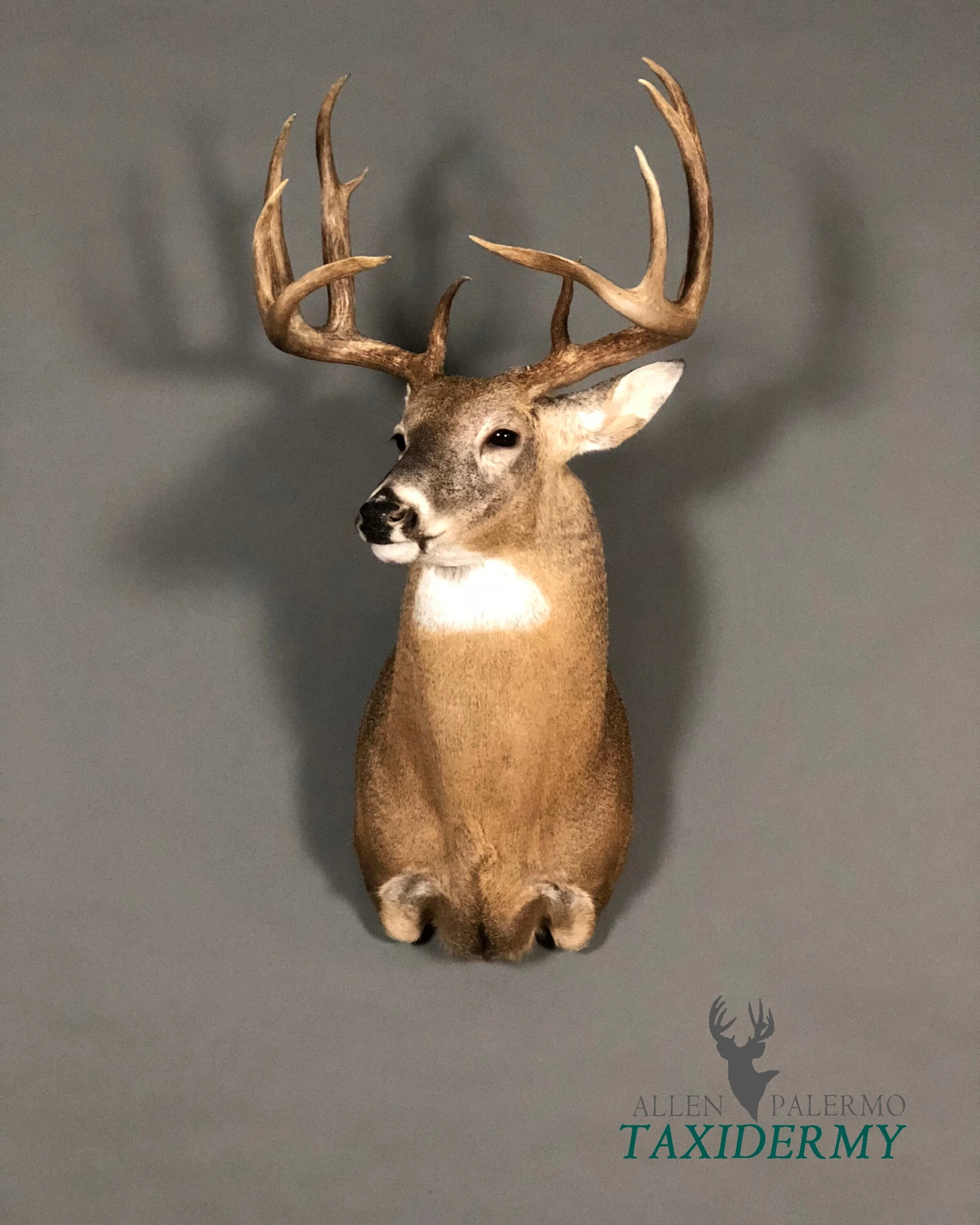 POSES — Allen Palermo Taxidermy