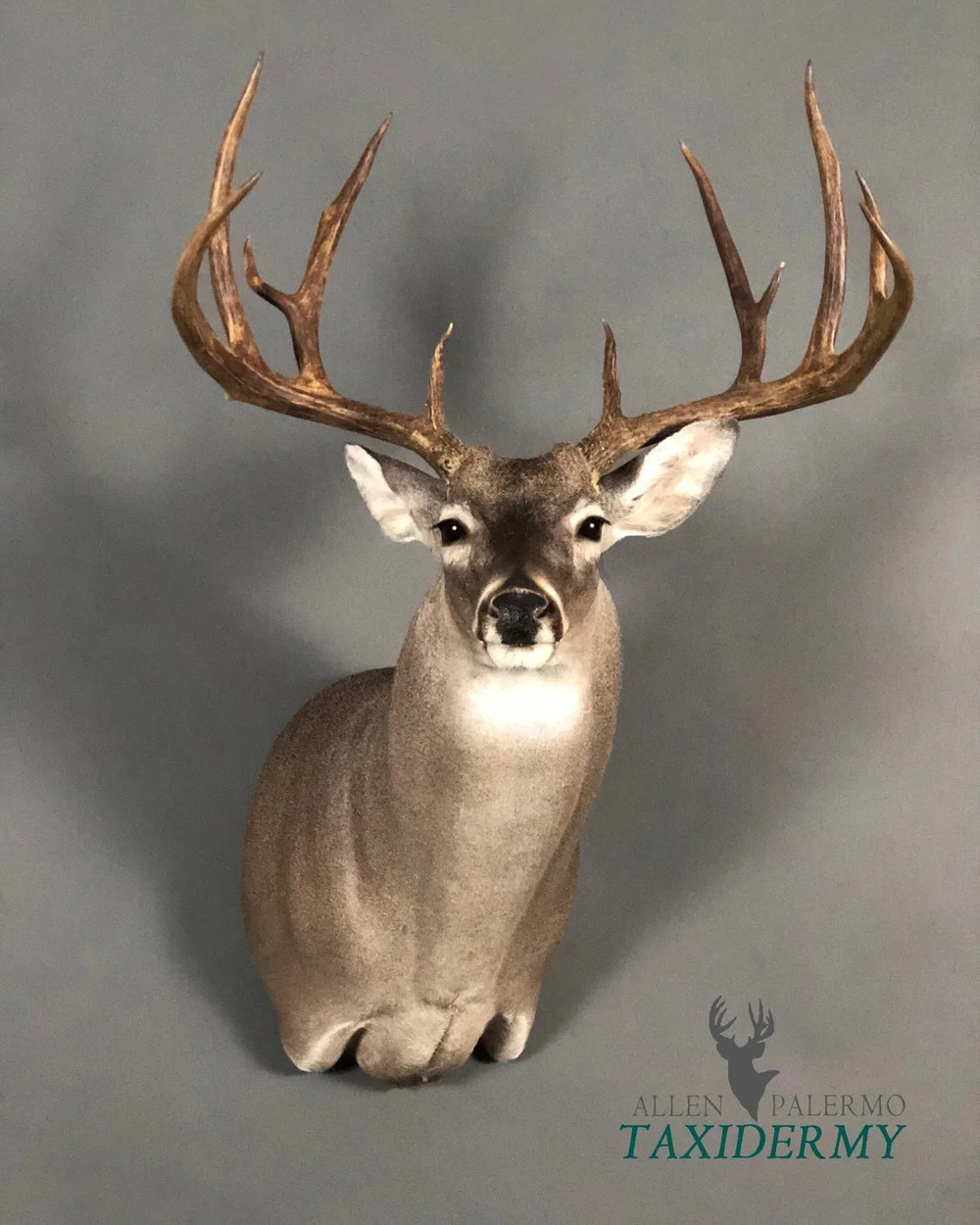 POSES — Allen Palermo Taxidermy