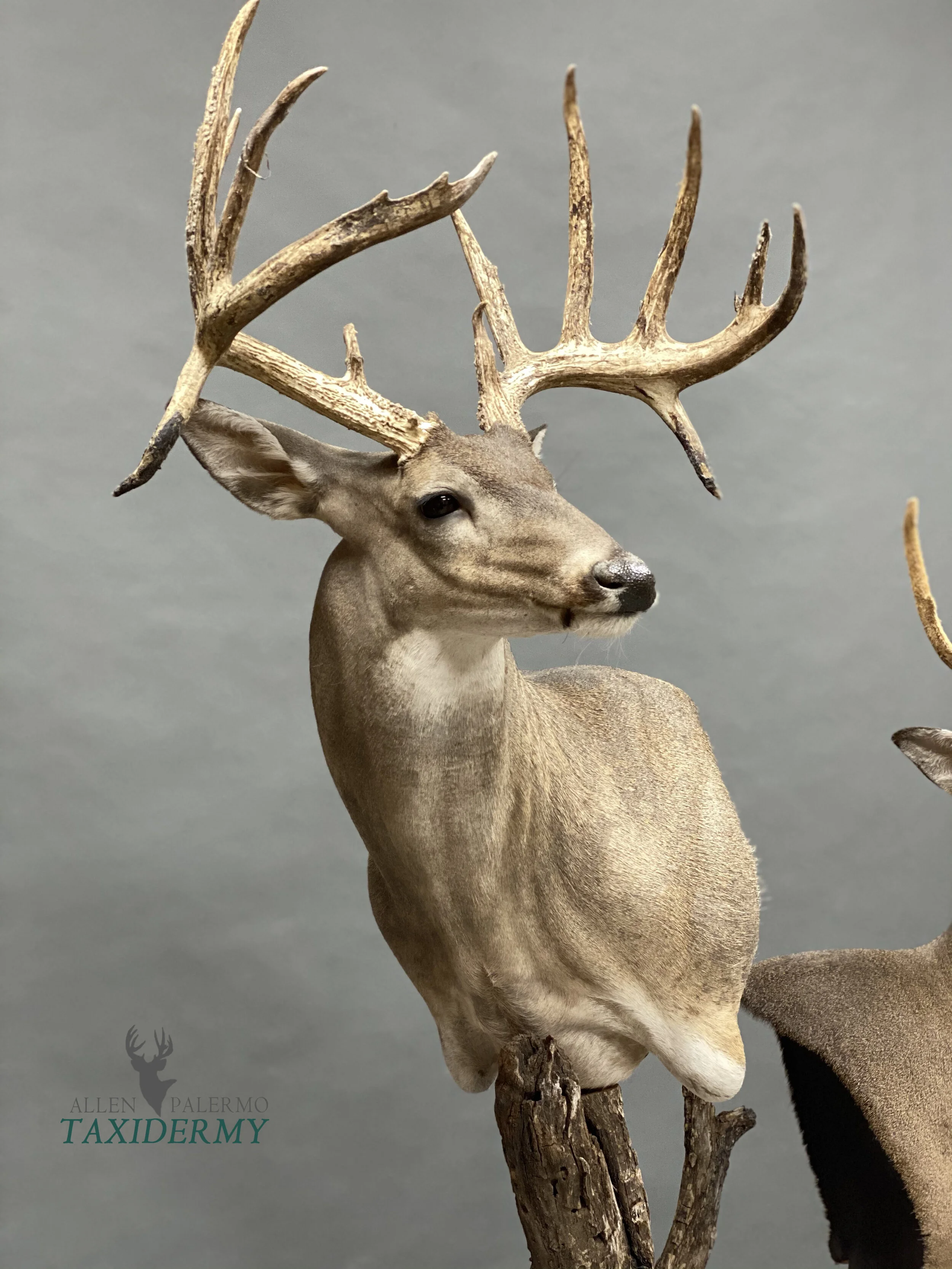 WHITETAIL — Allen Palermo Taxidermy