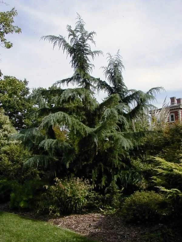 Sanders Blue Deodar Cedar