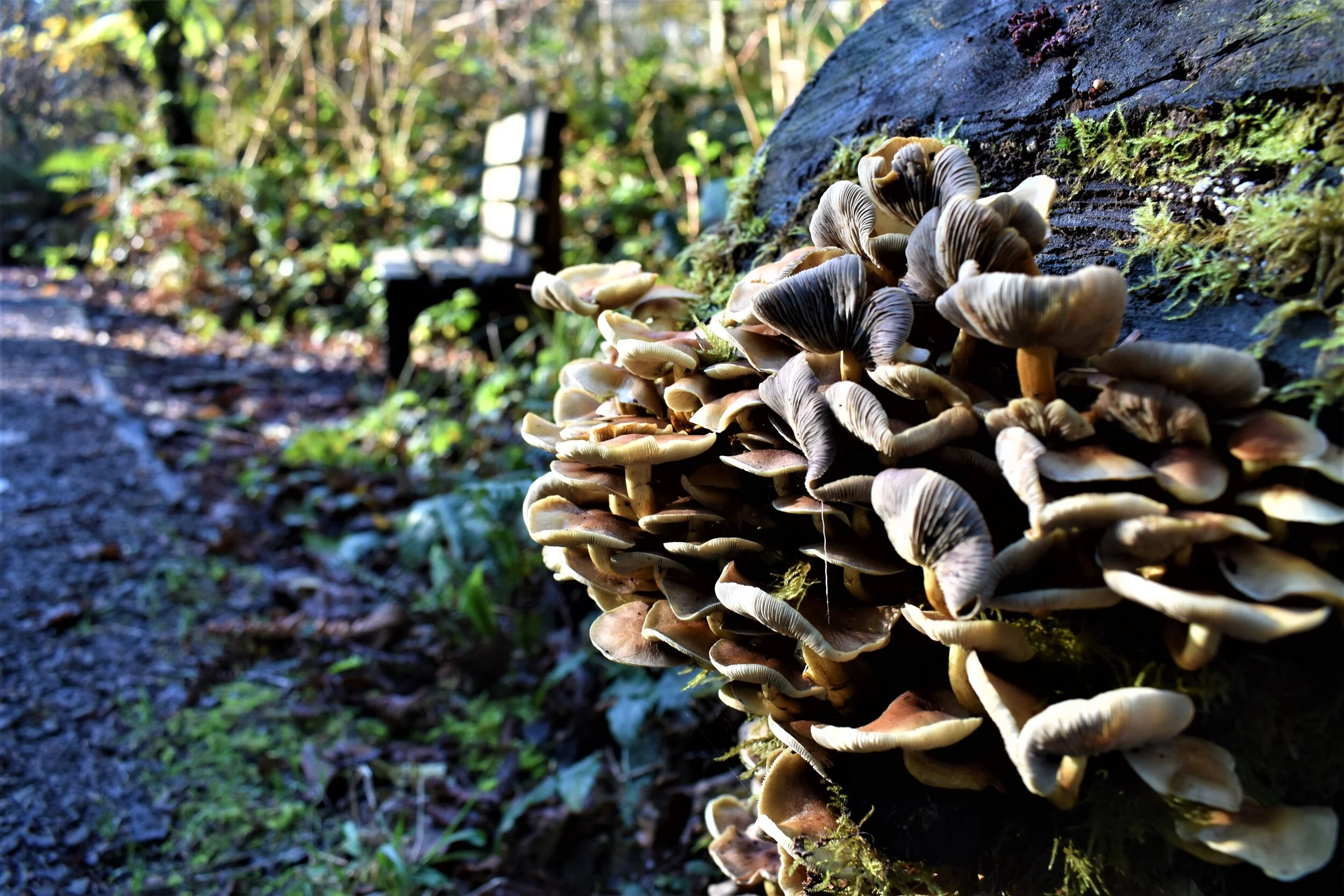 Kilchis Point Reserve — Tillamook Bay Heritage Route