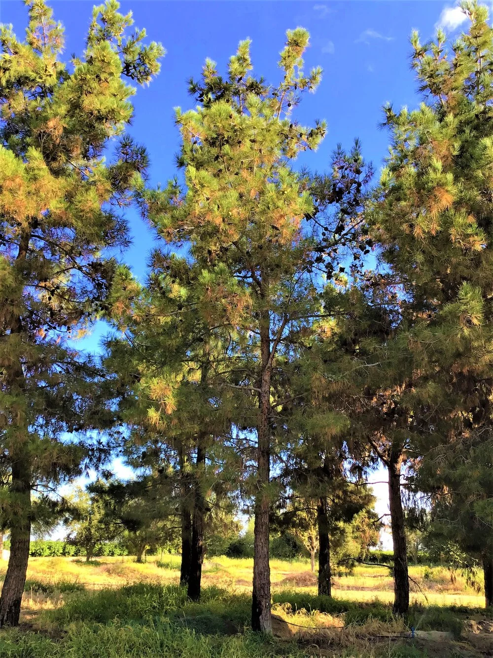 Afghan Pine (Pinus Eldarica) — Green Pacific