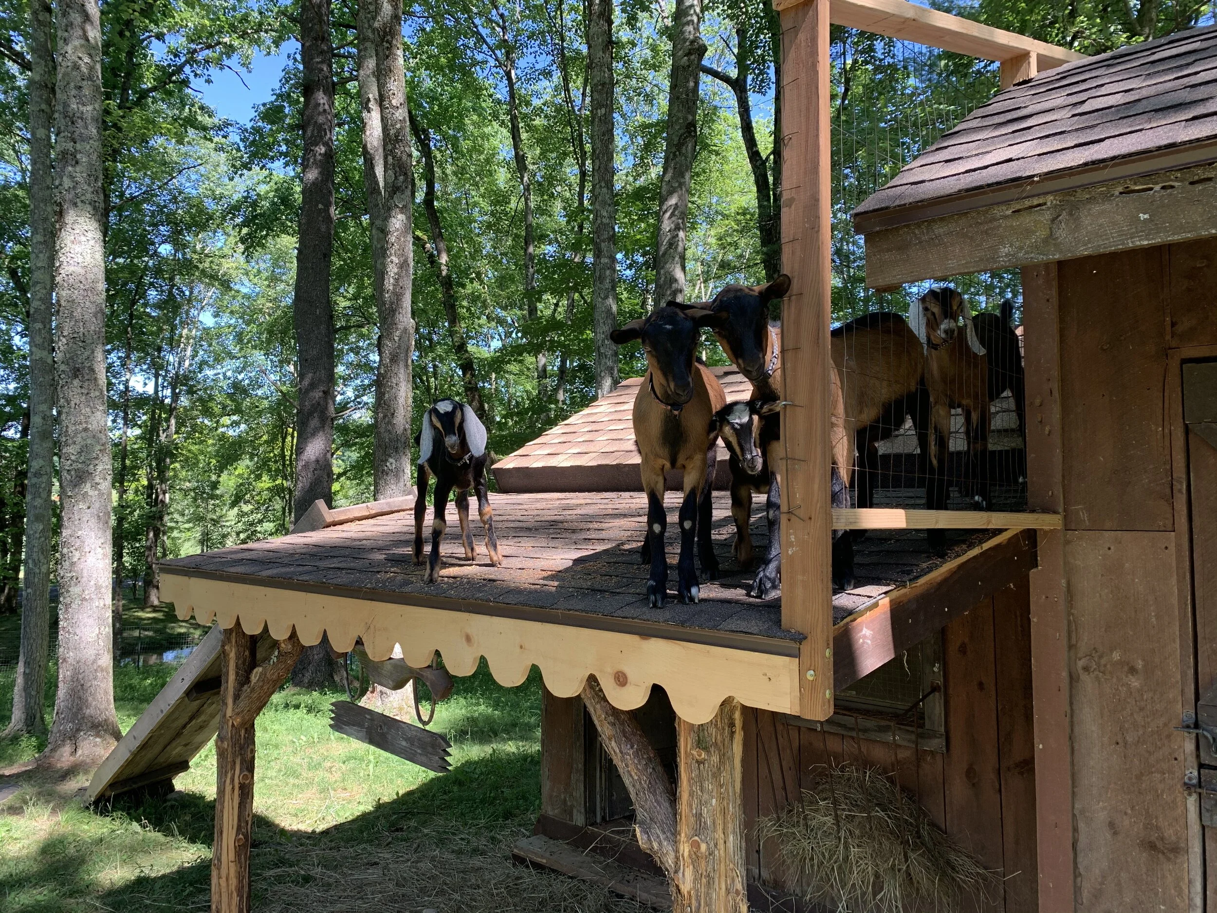 Welcome to Grateful Woods