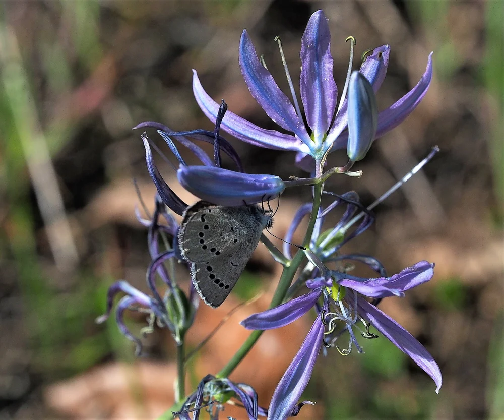 Native Plant Society of Oregon Portland Chapter