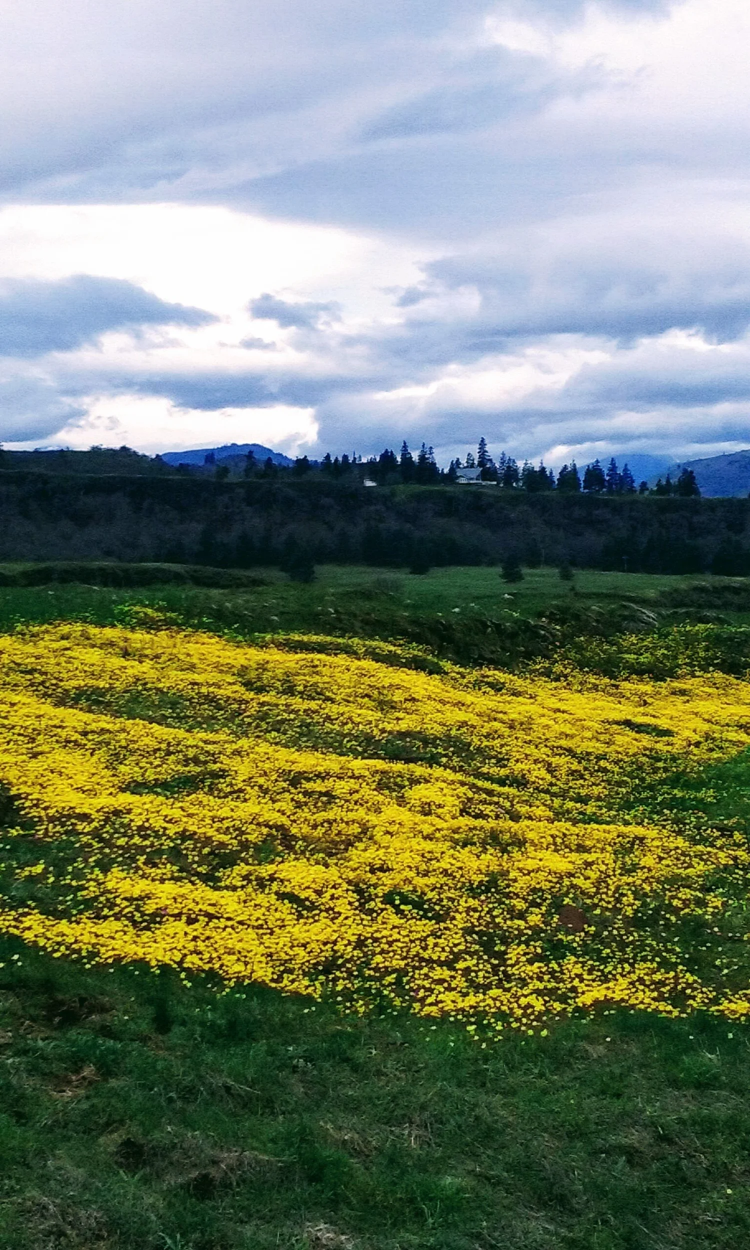 Photo Gallery — Native Plant Society of Oregon Portland Chapter