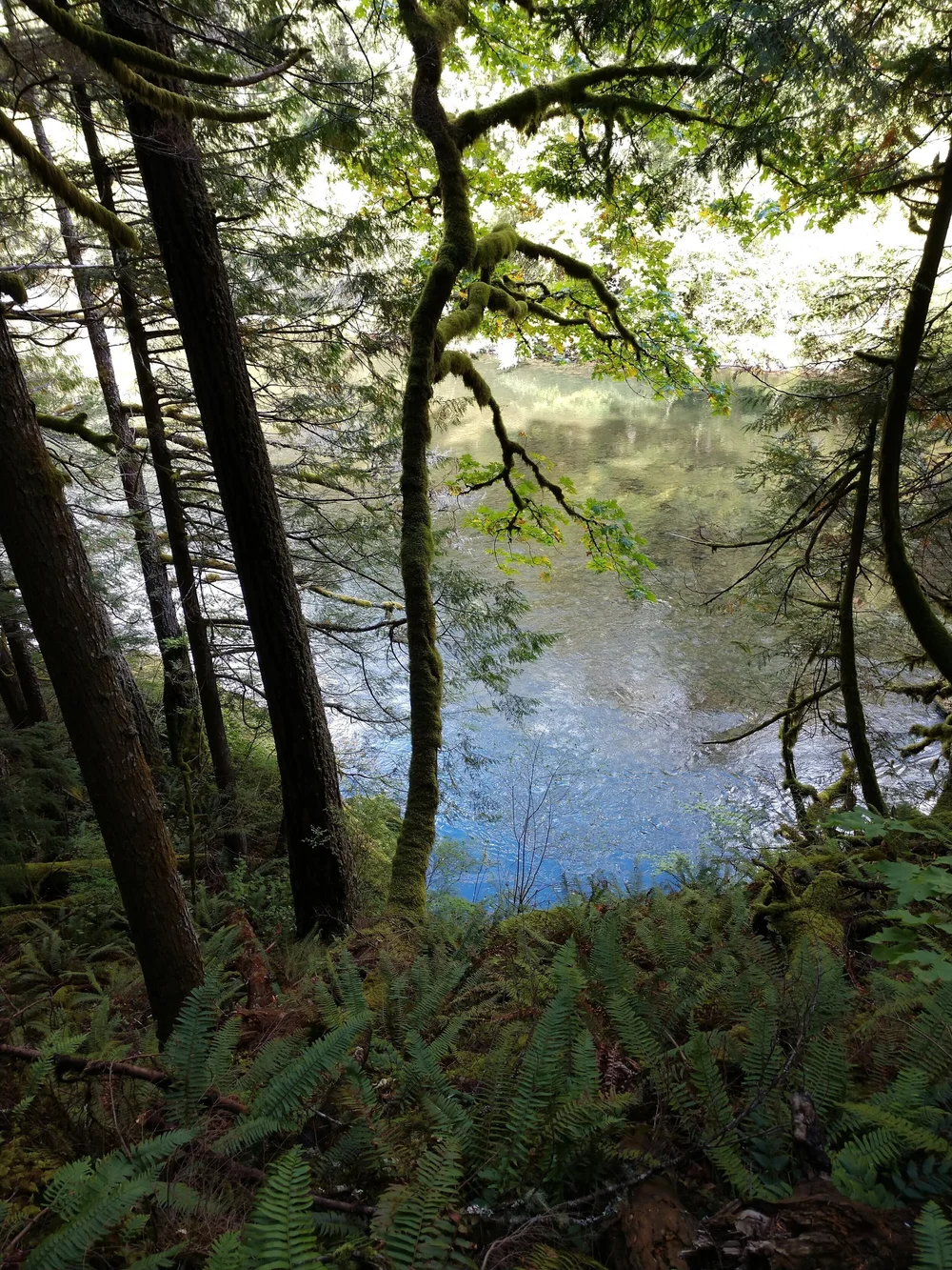 Photo Gallery — Native Plant Society of Oregon Portland Chapter