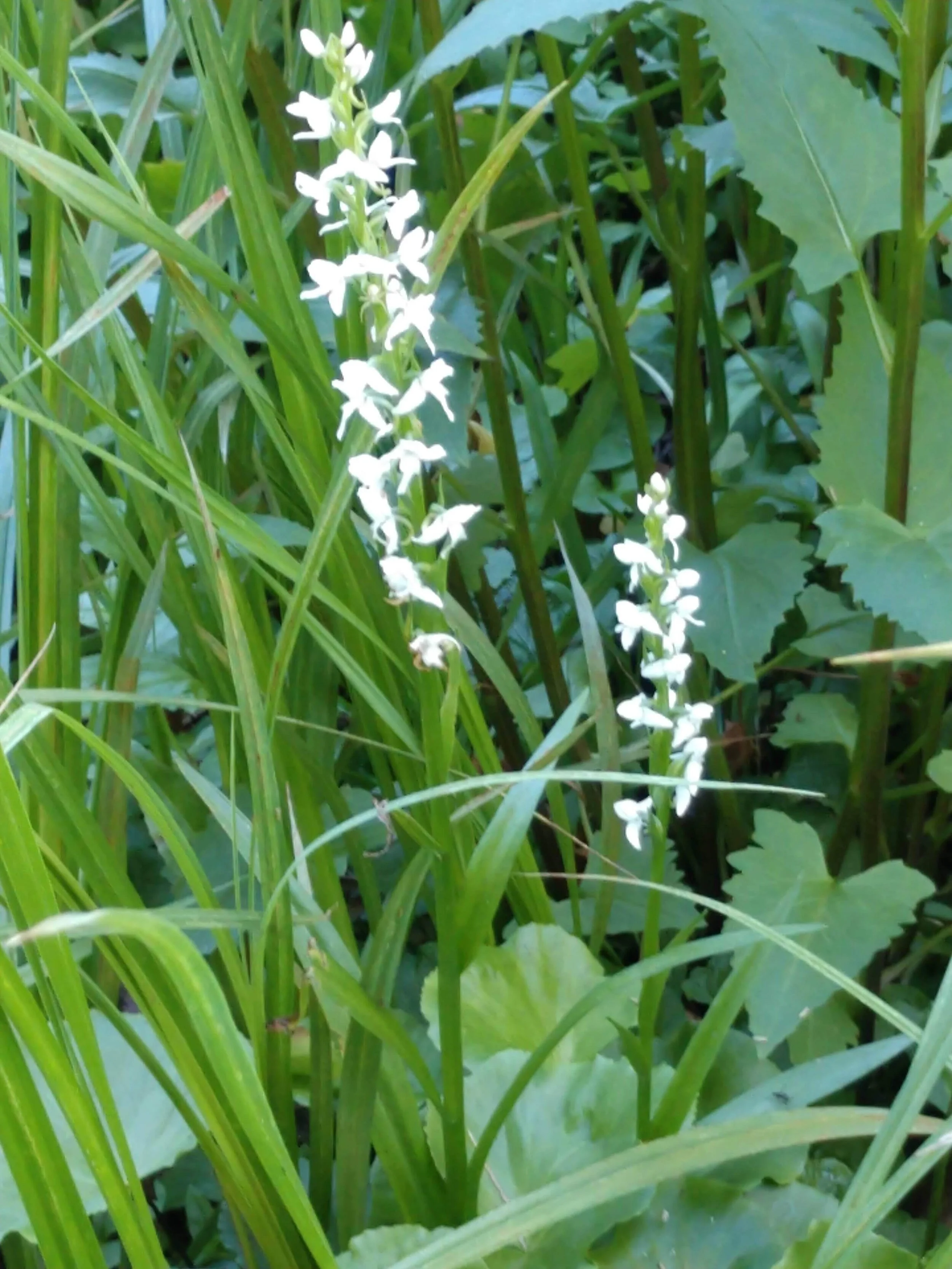 Gallery — Native Plant Society of Oregon Portland Chapter