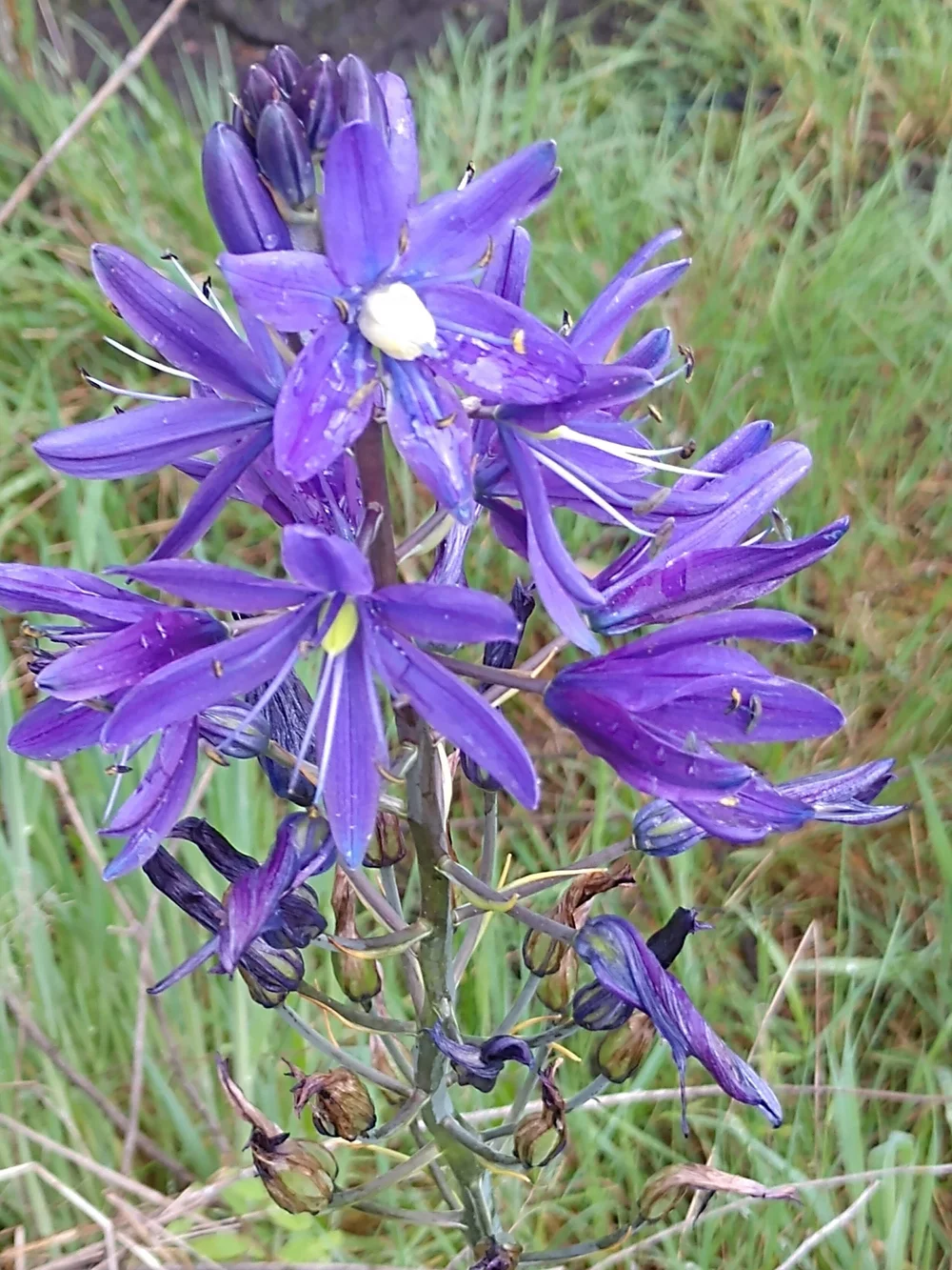 Photo Gallery — Native Plant Society of Oregon Portland Chapter