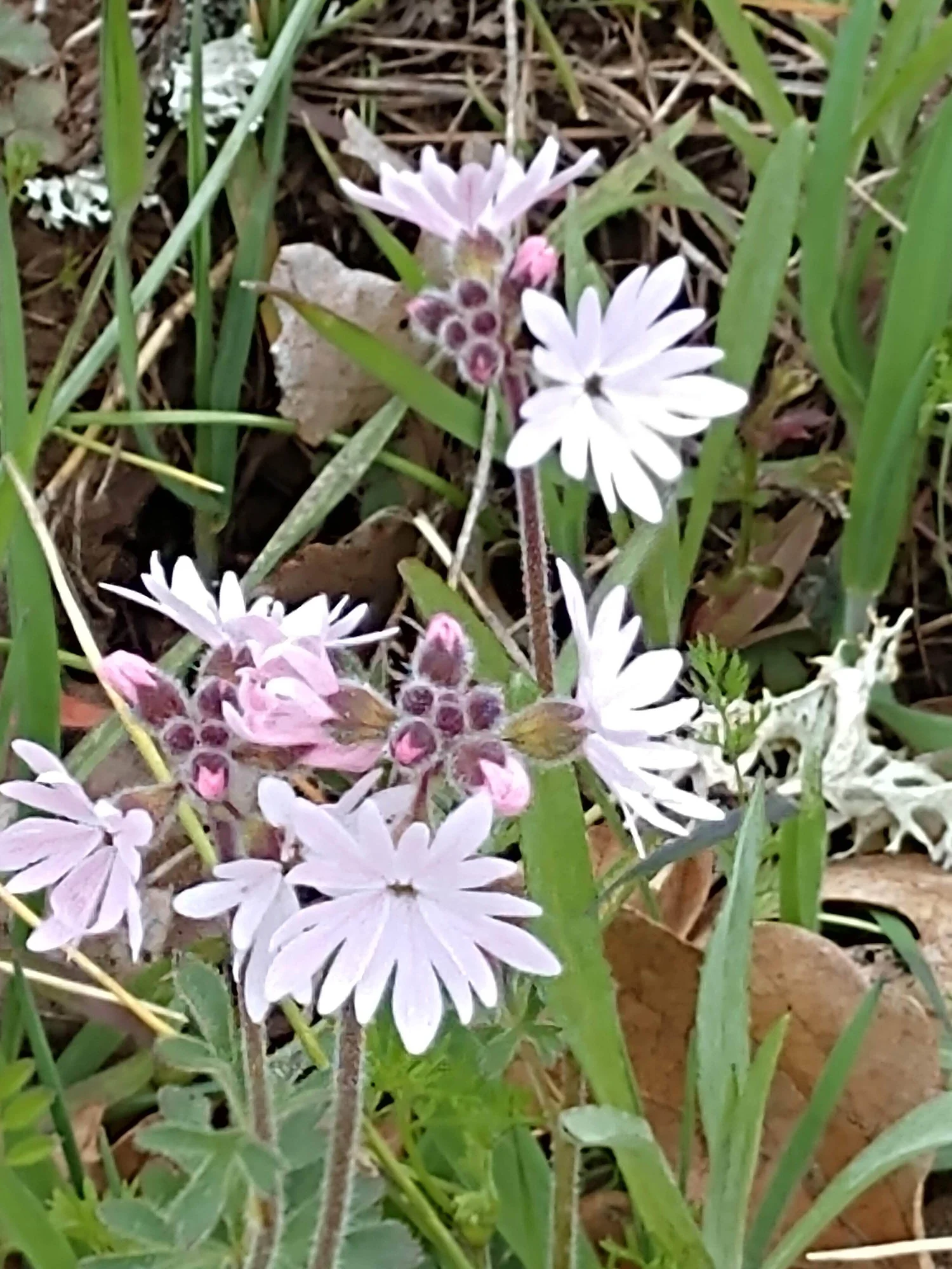 Photo Gallery — Native Plant Society of Oregon Portland Chapter