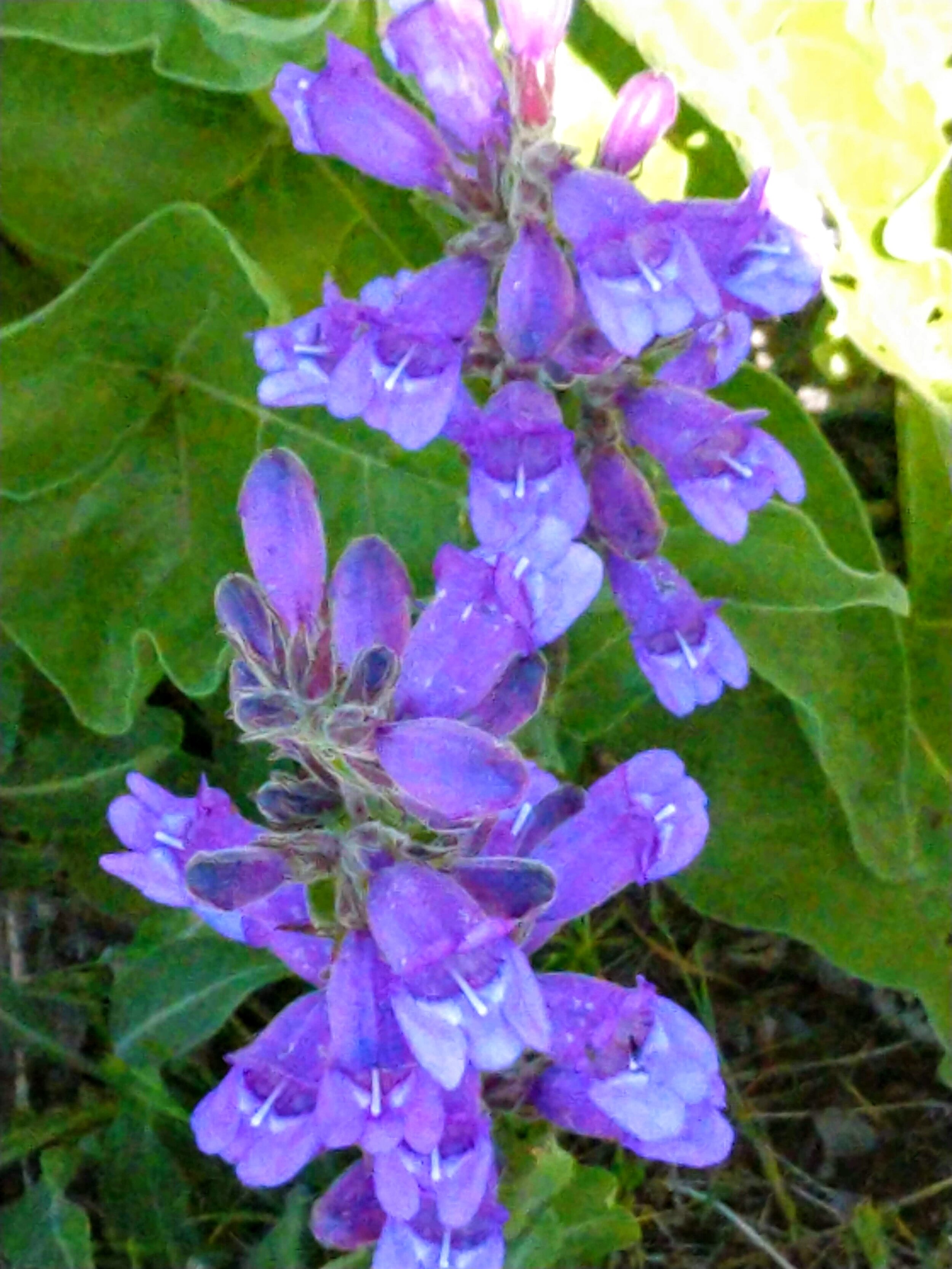 Native Plant Society of Oregon Portland Chapter