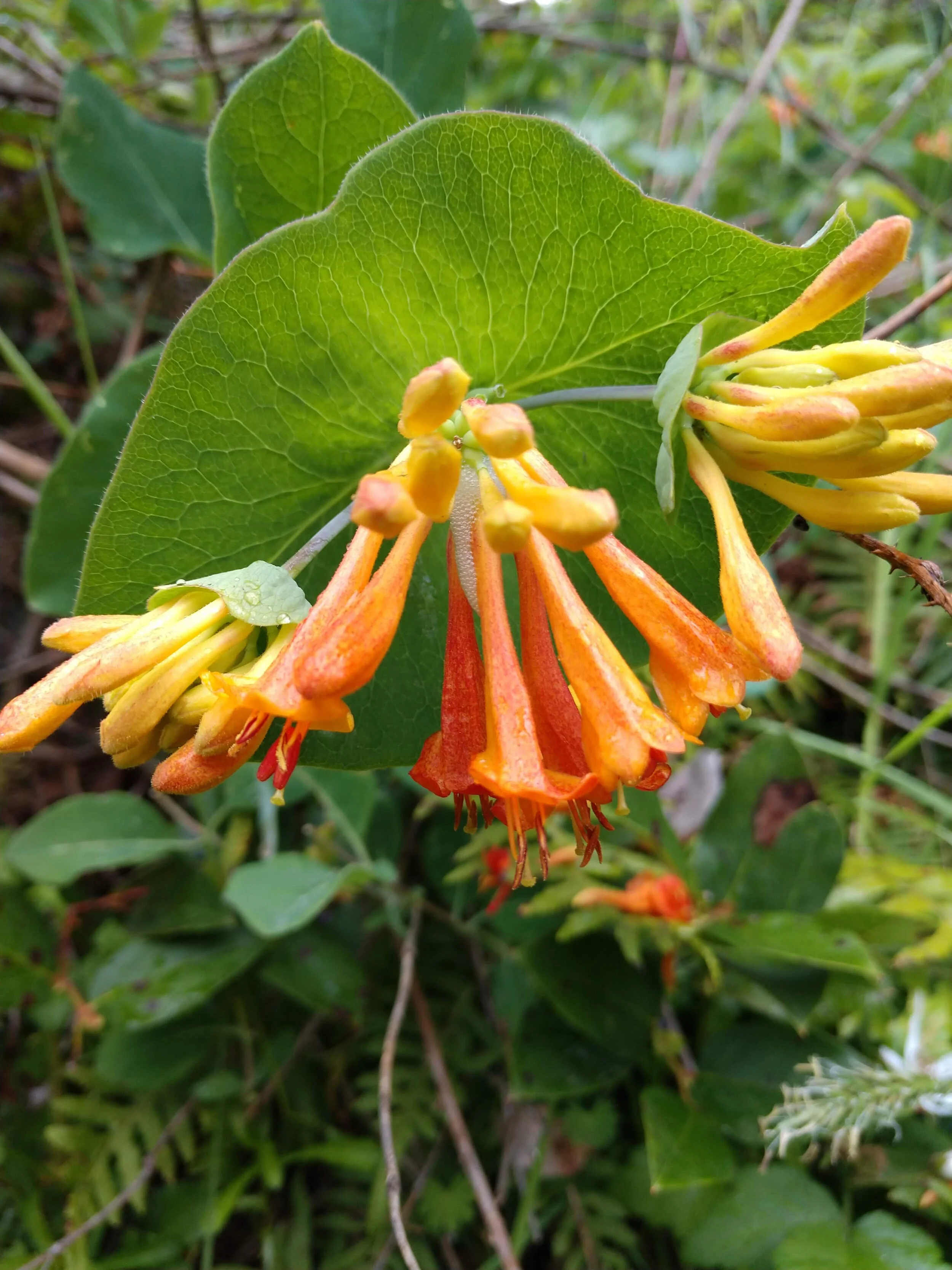 Native Plant Society of Oregon Portland Chapter