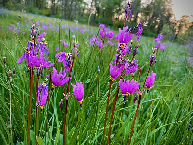 Native Plant Society of Oregon Portland Chapter